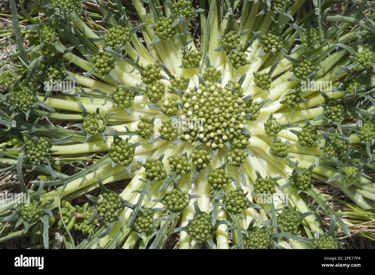 Flower buds of Boopis (Boopis australis), close-up of the flower head ...