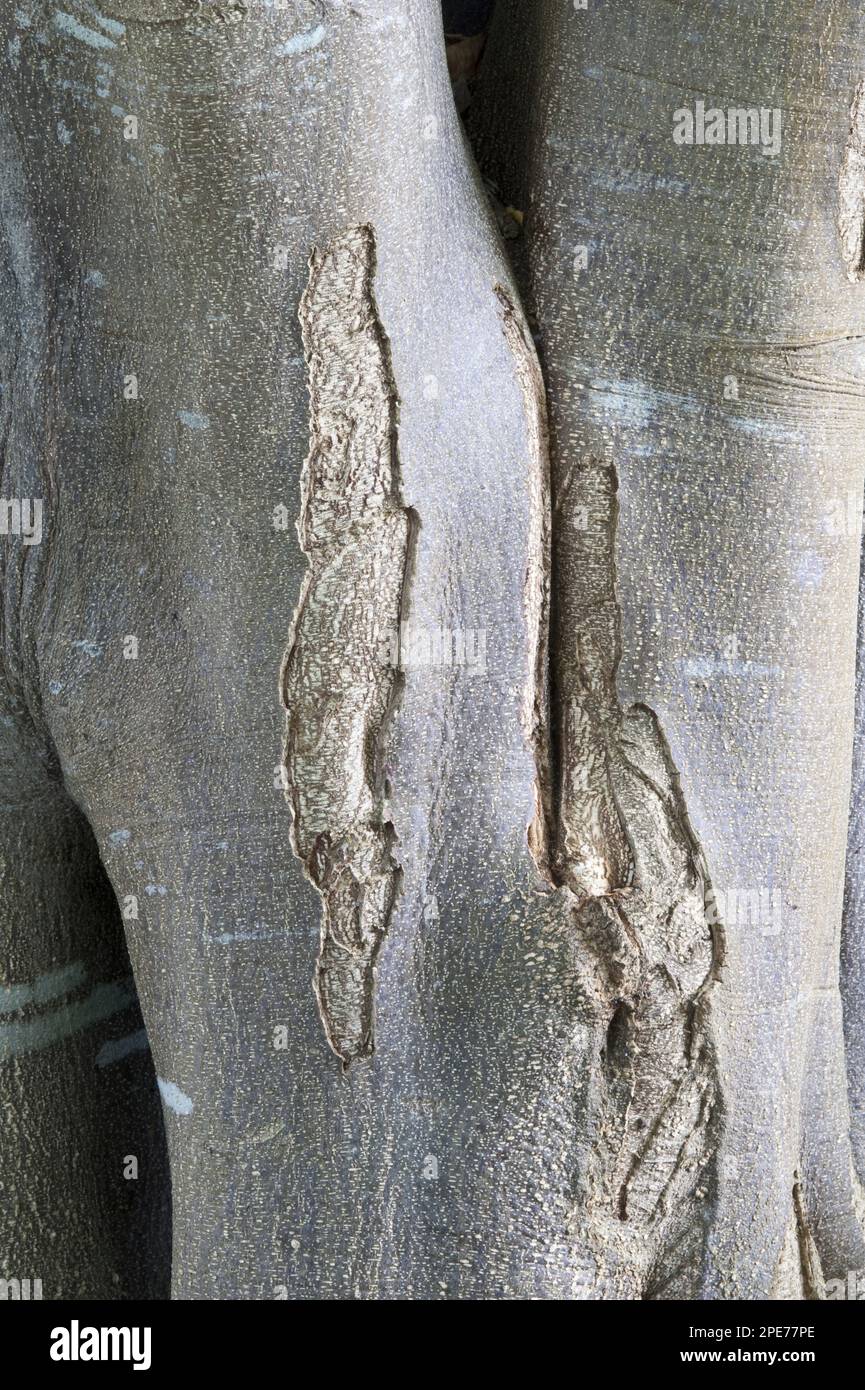 Cape chestnut (Calodendrum capense) close-up of trunk, Kirstenbosch ...