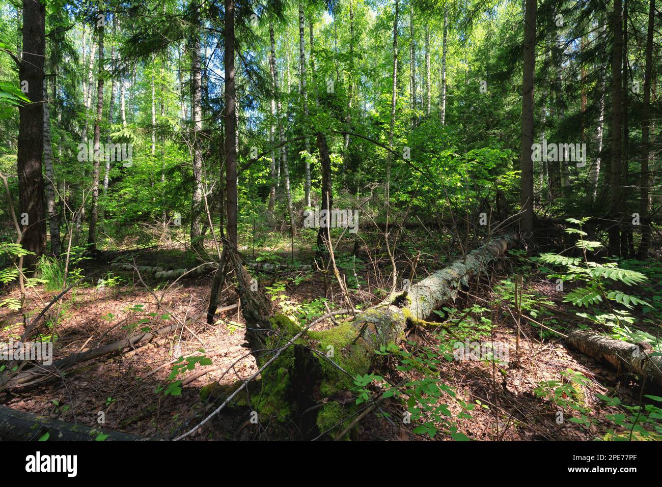 Early morning light on moss hi-res stock photography and images - Alamy
