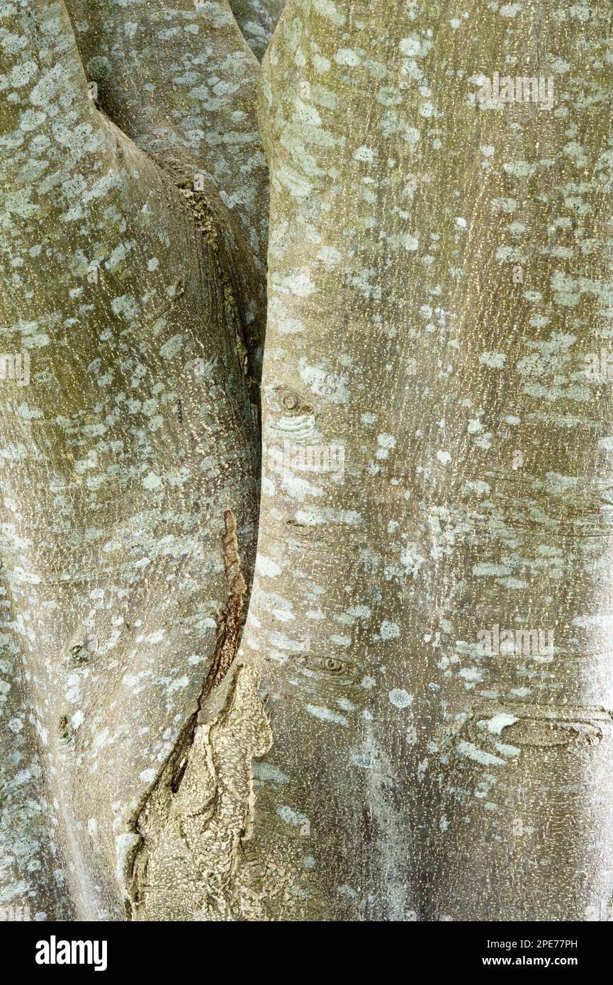 Cape chestnut (Calodendrum capense) close-up of trunk, Kirstenbosch ...