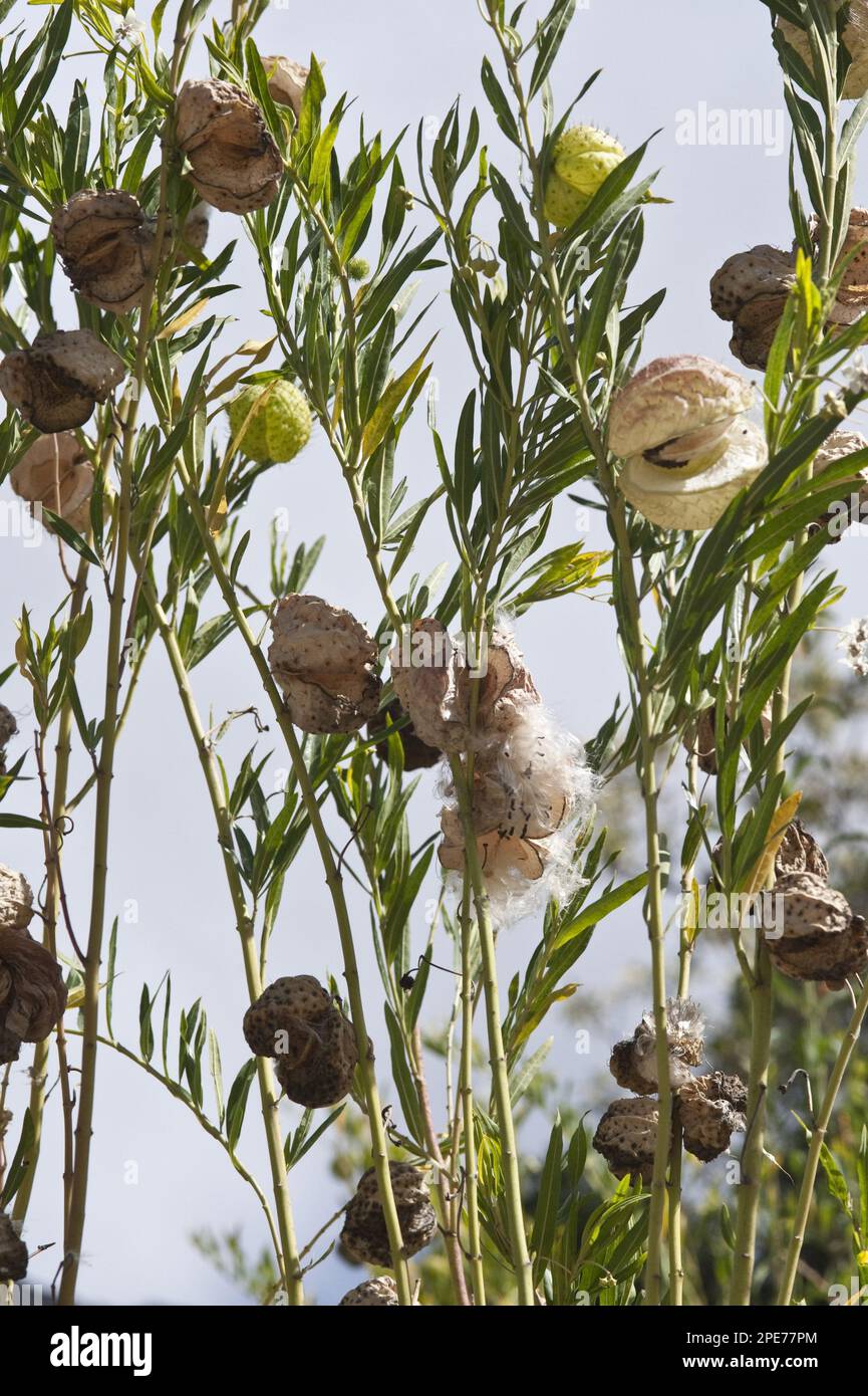 Balloon balloon cotton-bush (Asclepias physocarpa) opens pods with ...