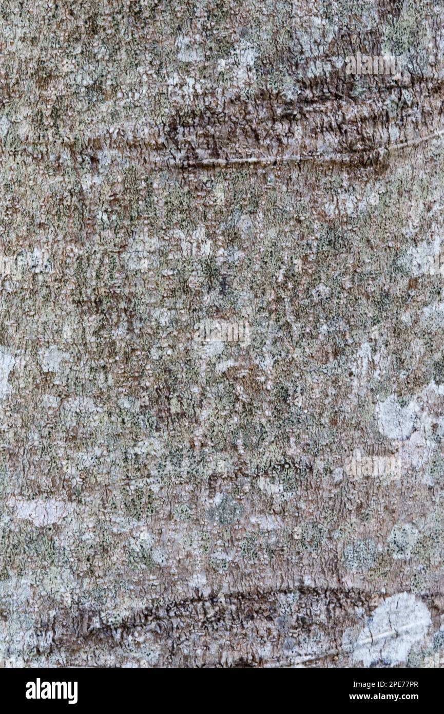 African (Curtisia dentata) red alder Close-up of bark, Kirstenbosch ...