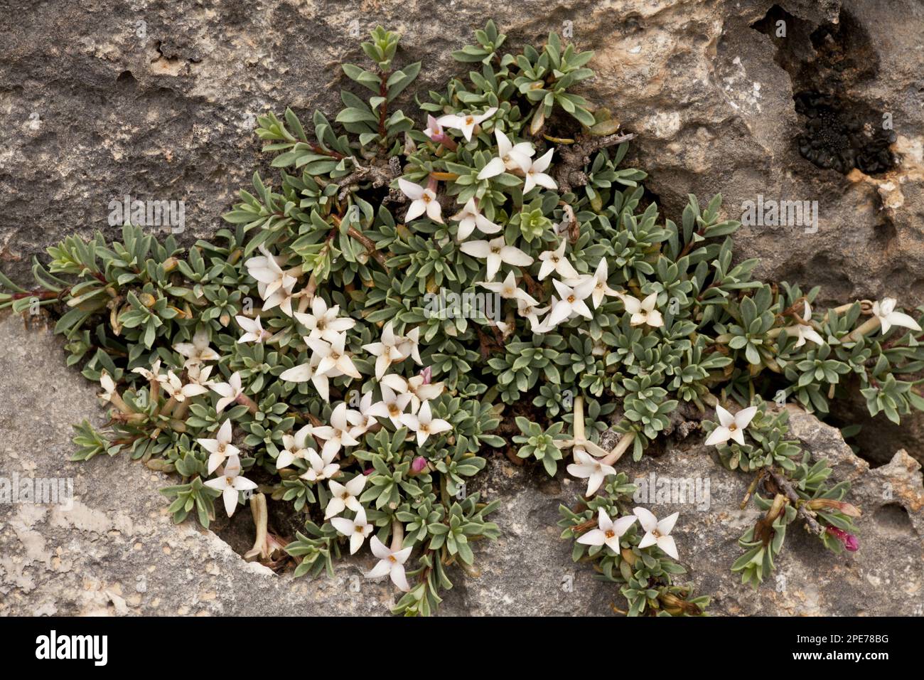 Growing jasmine hi-res stock photography and images - Alamy