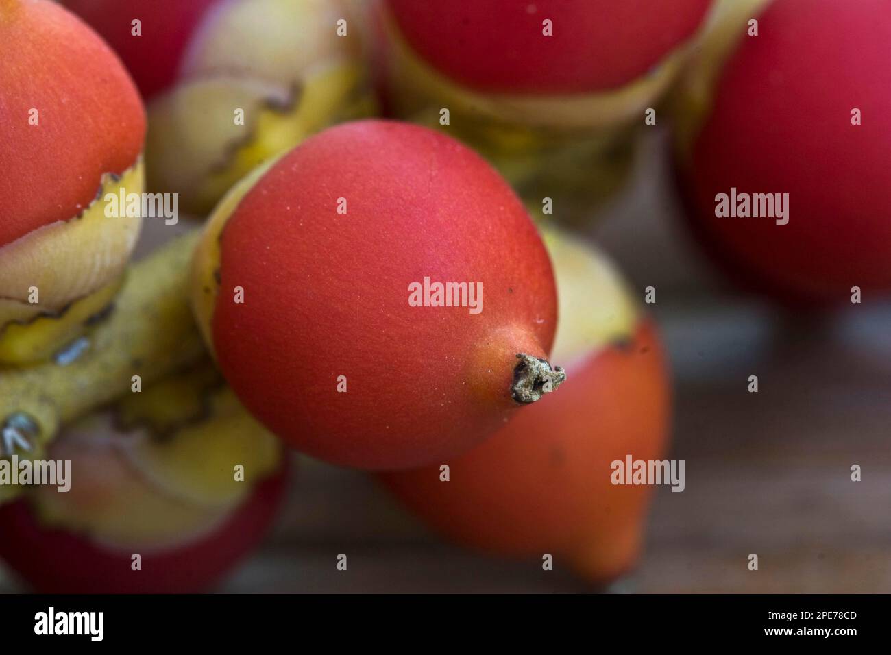 McArthur palm (Ptychosperma macarthurii) close-up of ripening fruit ...