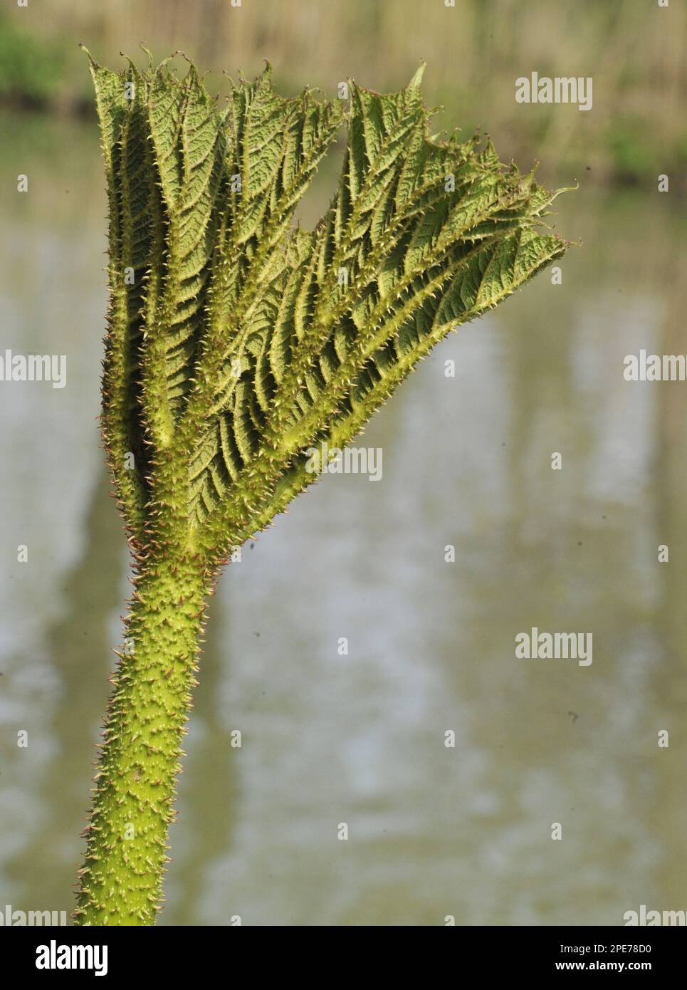 South american plant with giant leaves hi-res stock photography and ...