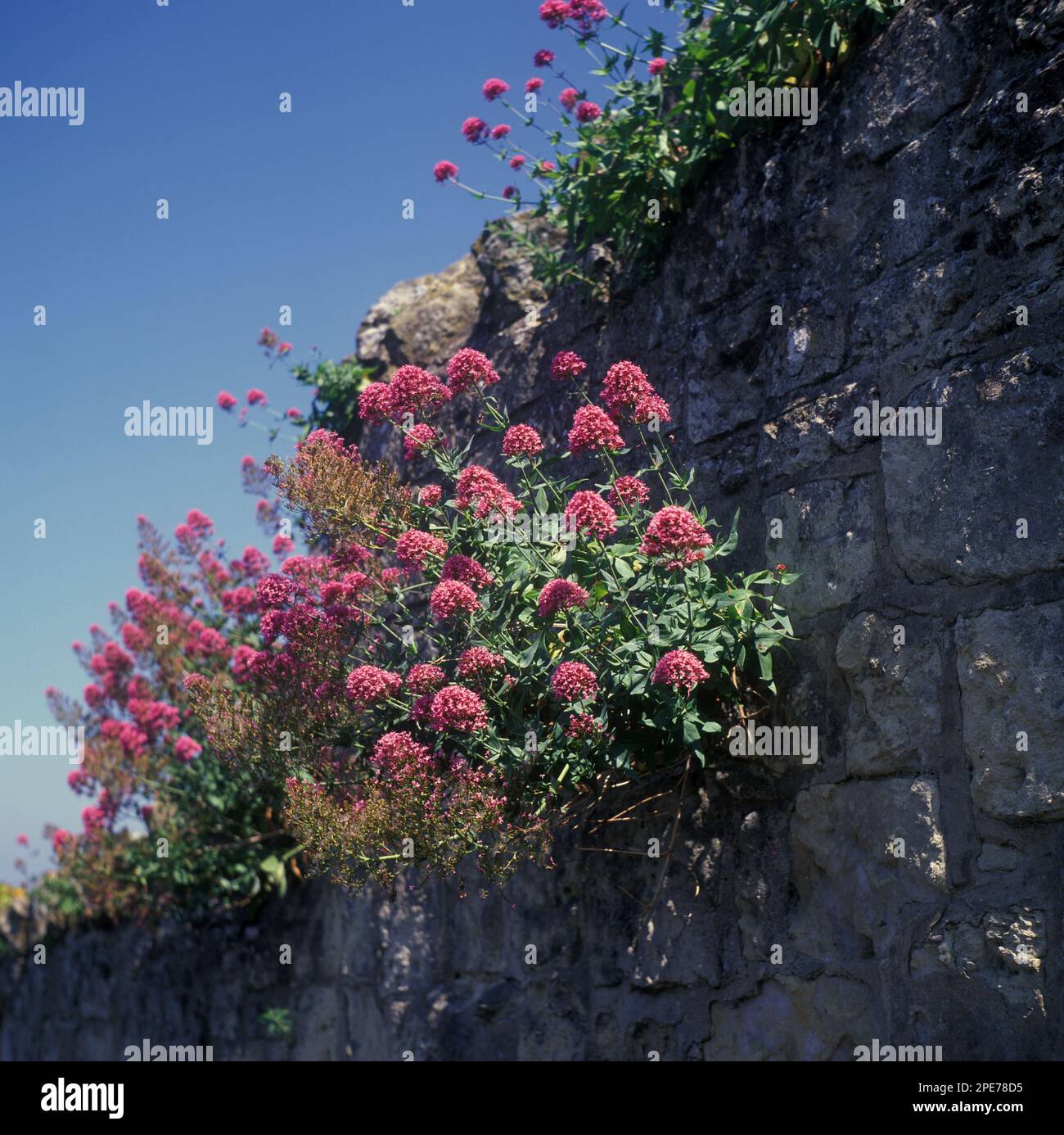 Red valerian flower hi-res stock photography and images - Alamy