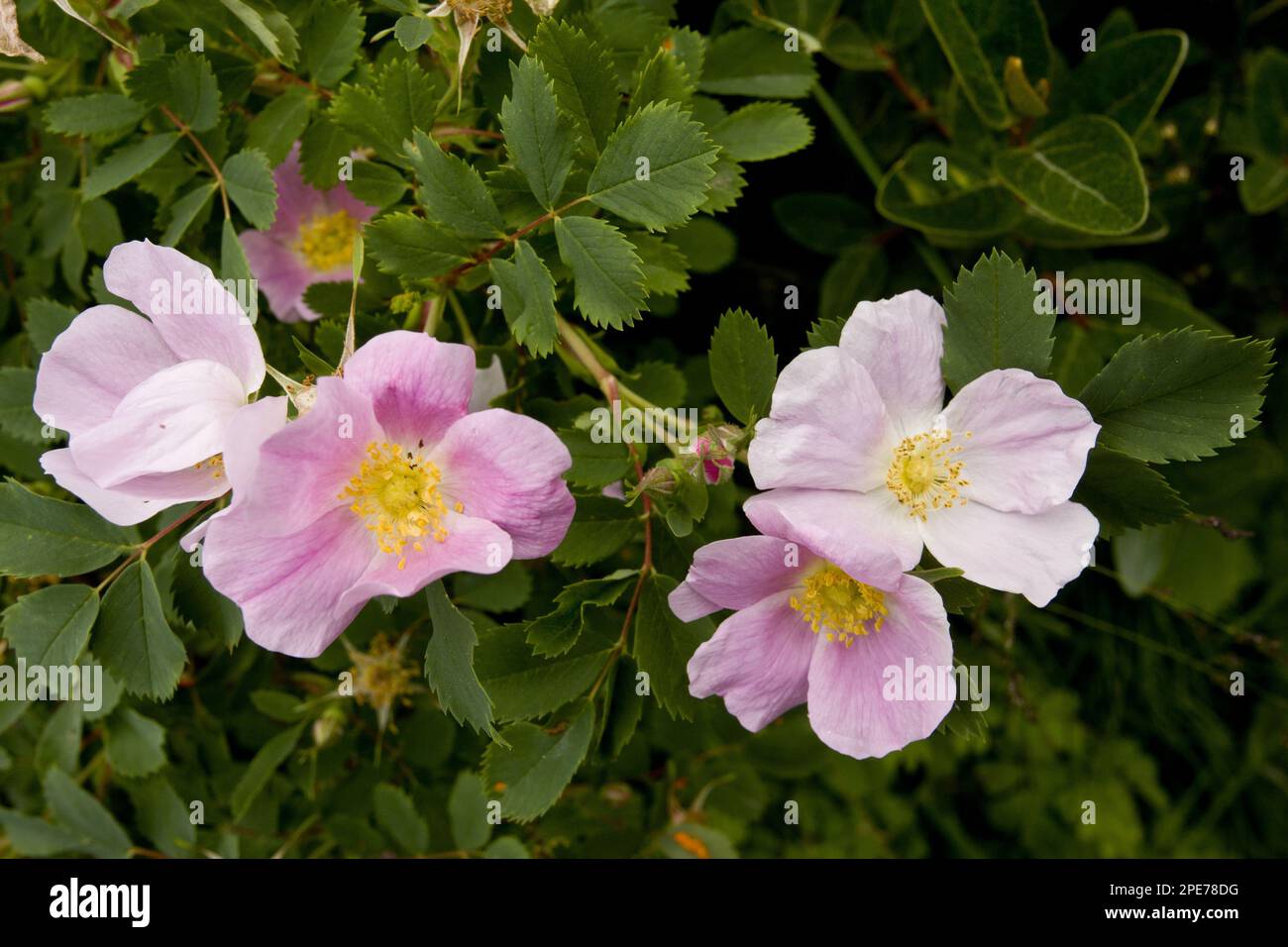 Wood's Rose (Rosa woodsii) close-up of flowers, Canada Stock Photo - Alamy