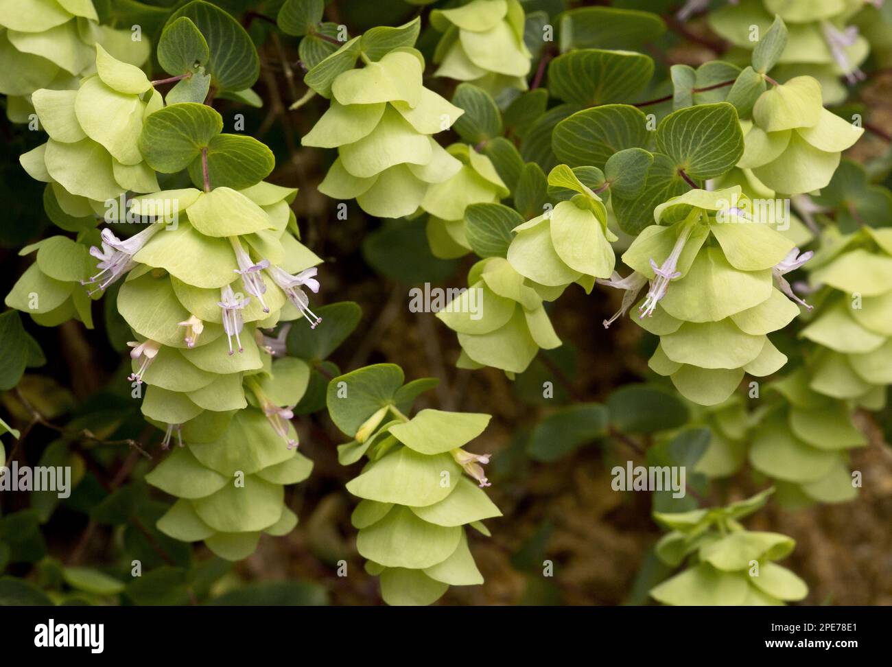 Round-leaved Oregano (Origanum rotundifolium) flowering, Pontic ...
