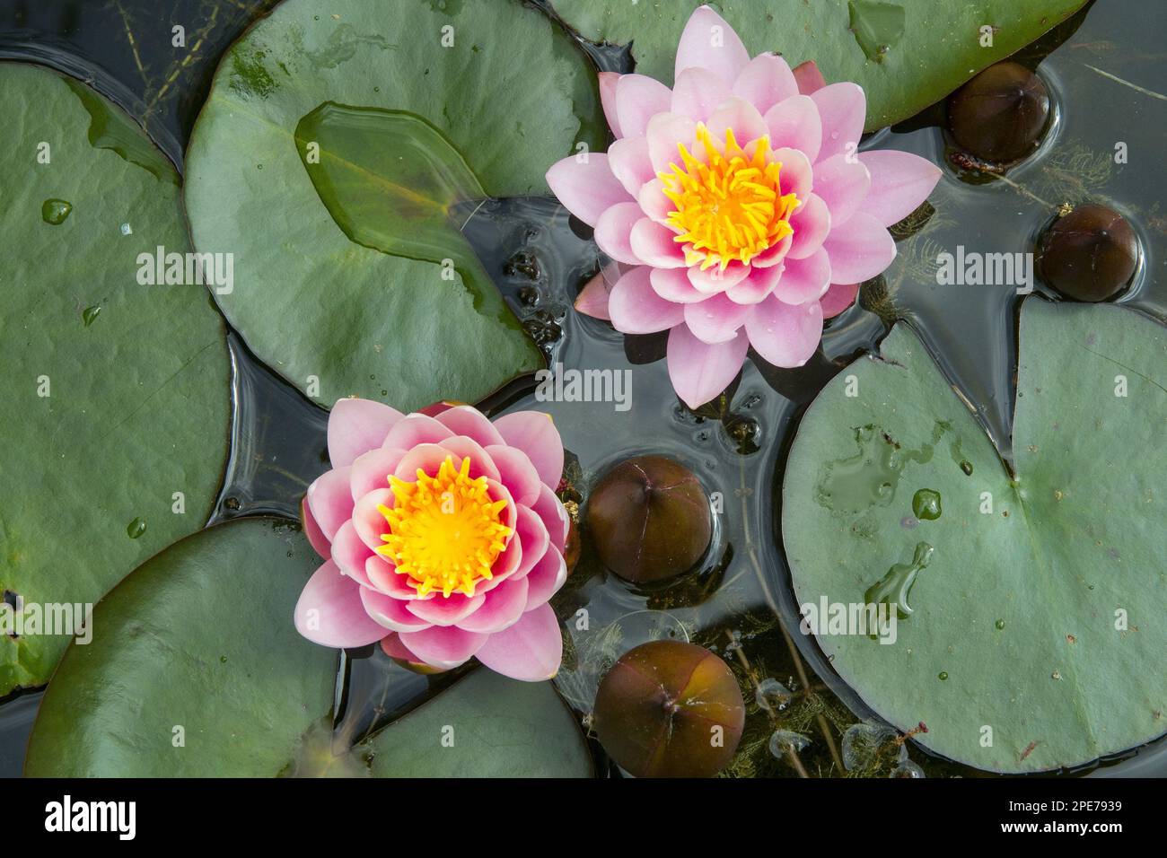Ornamental Waterlily (Nymphaea sp.) 'Fabiola' cultivar, flowering ...
