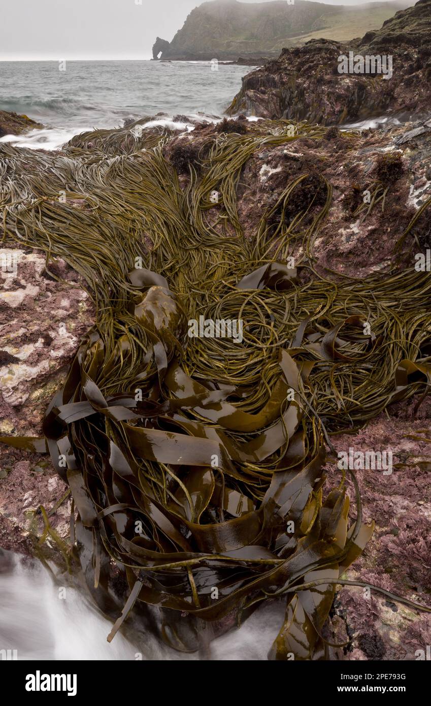 Rock pool living space hi-res stock photography and images - Alamy