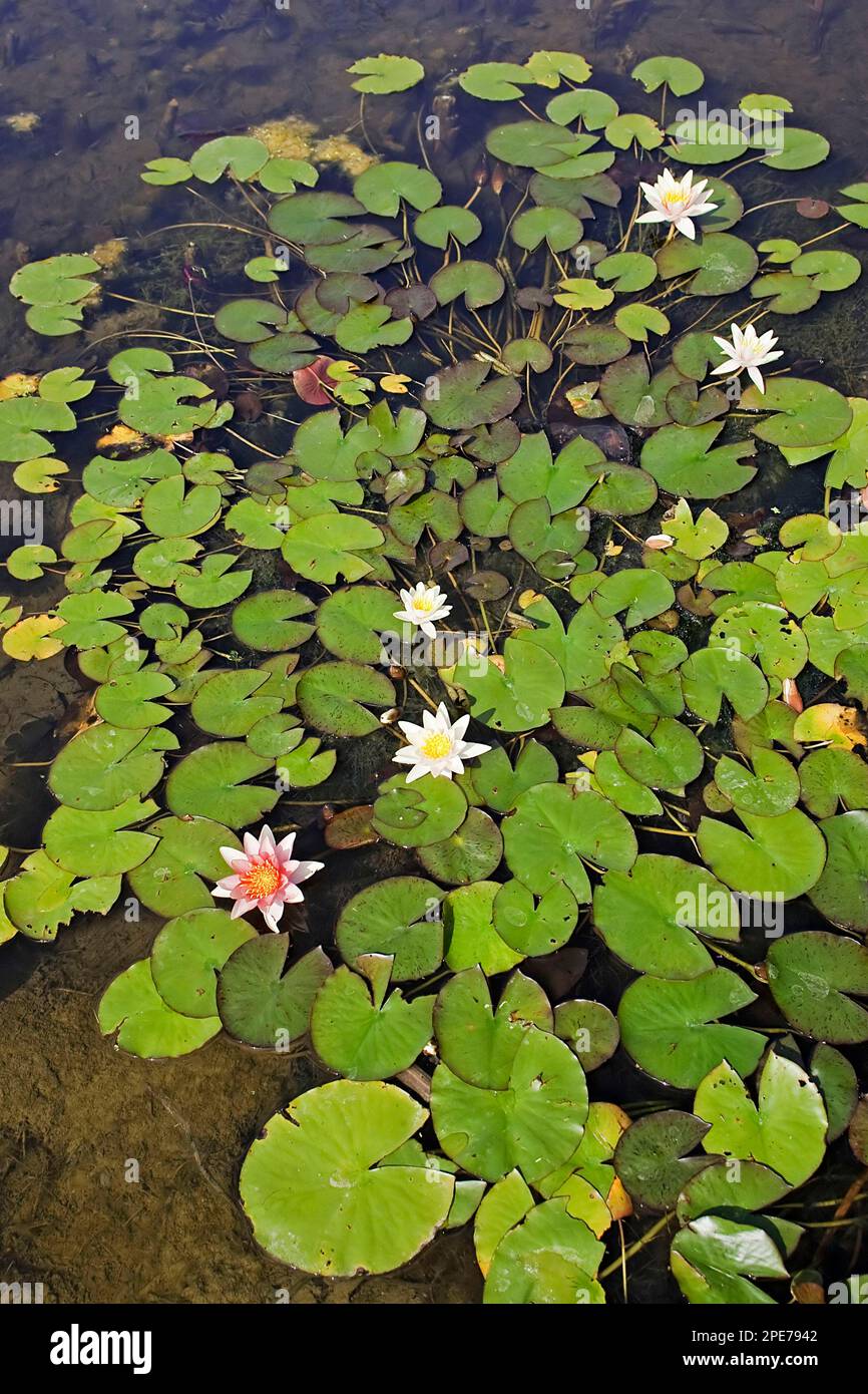 Ornamental water lily (Nymphaea sp.) 'Little Sue' variety, flowers and ...
