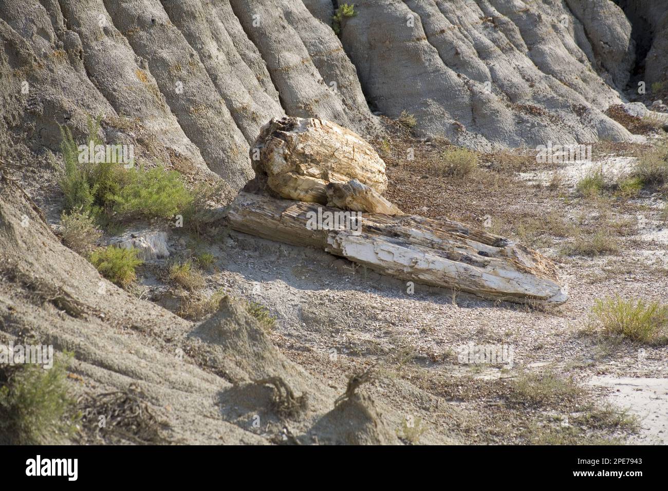 Petrified wood, fossilized trees, Theodore Roosevelt N. P. North Dakota ...