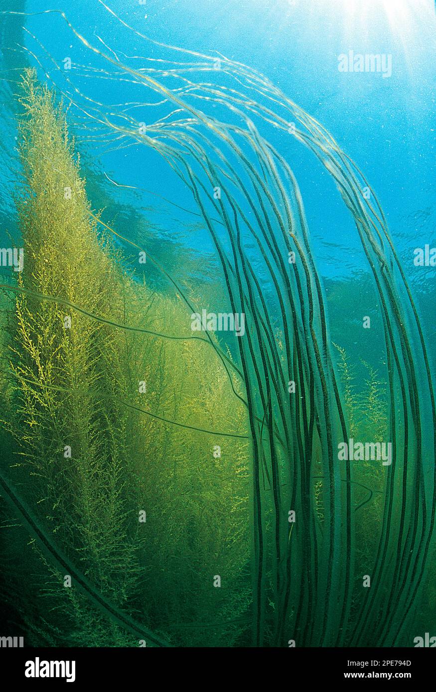 Sea spiral (Chorda filum) and Japanese japanese wireweed (Sargassum ...