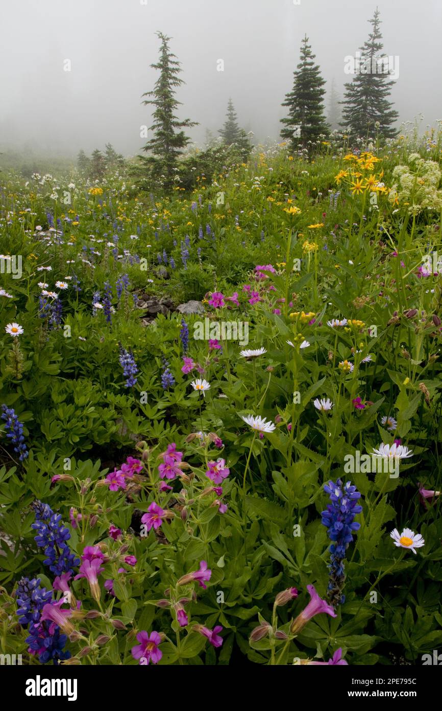 Mount rainier above flower hi-res stock photography and images - Alamy