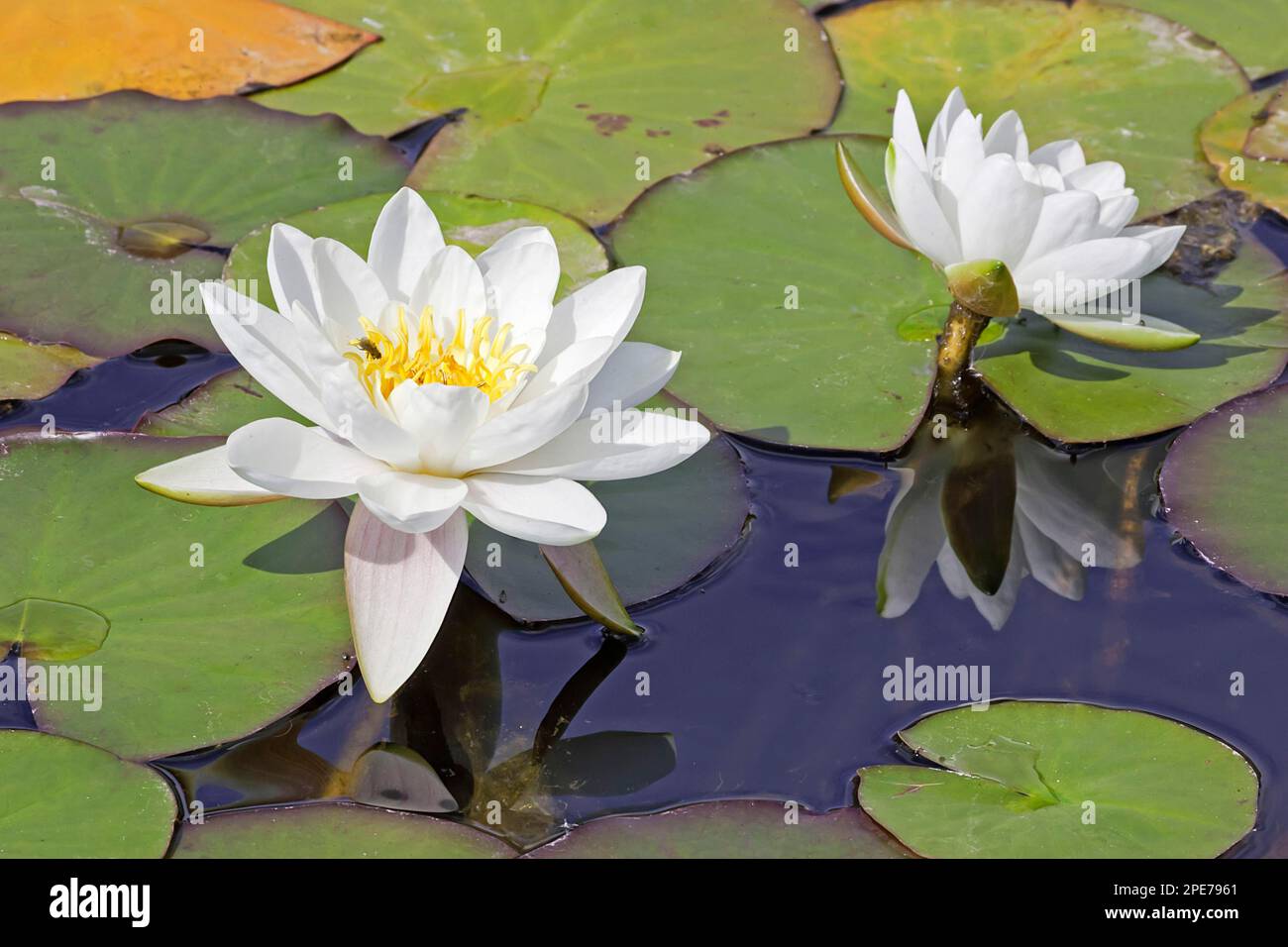Ornamental water lily (Nymphaea sp.) 'Albatross' variety, flowers and ...