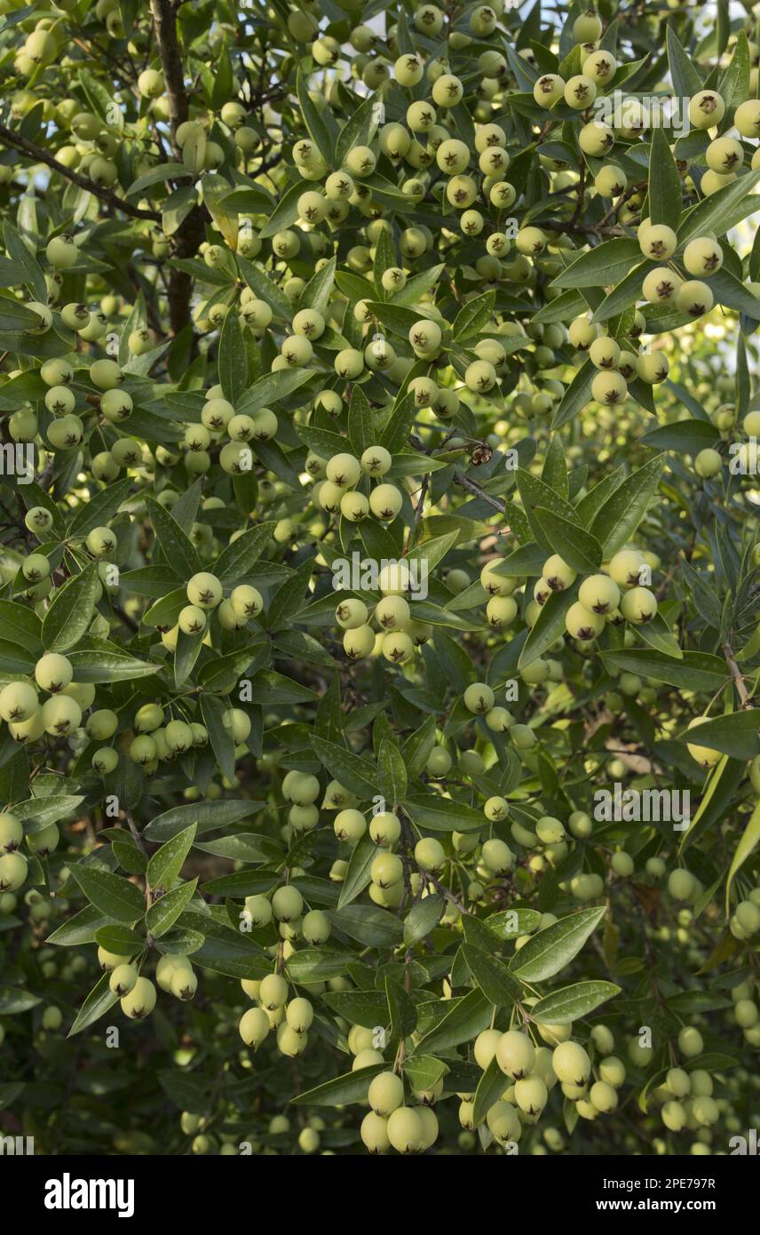 Common Myrtle (Myrtus communis) in fruit, France Stock Photo - Alamy