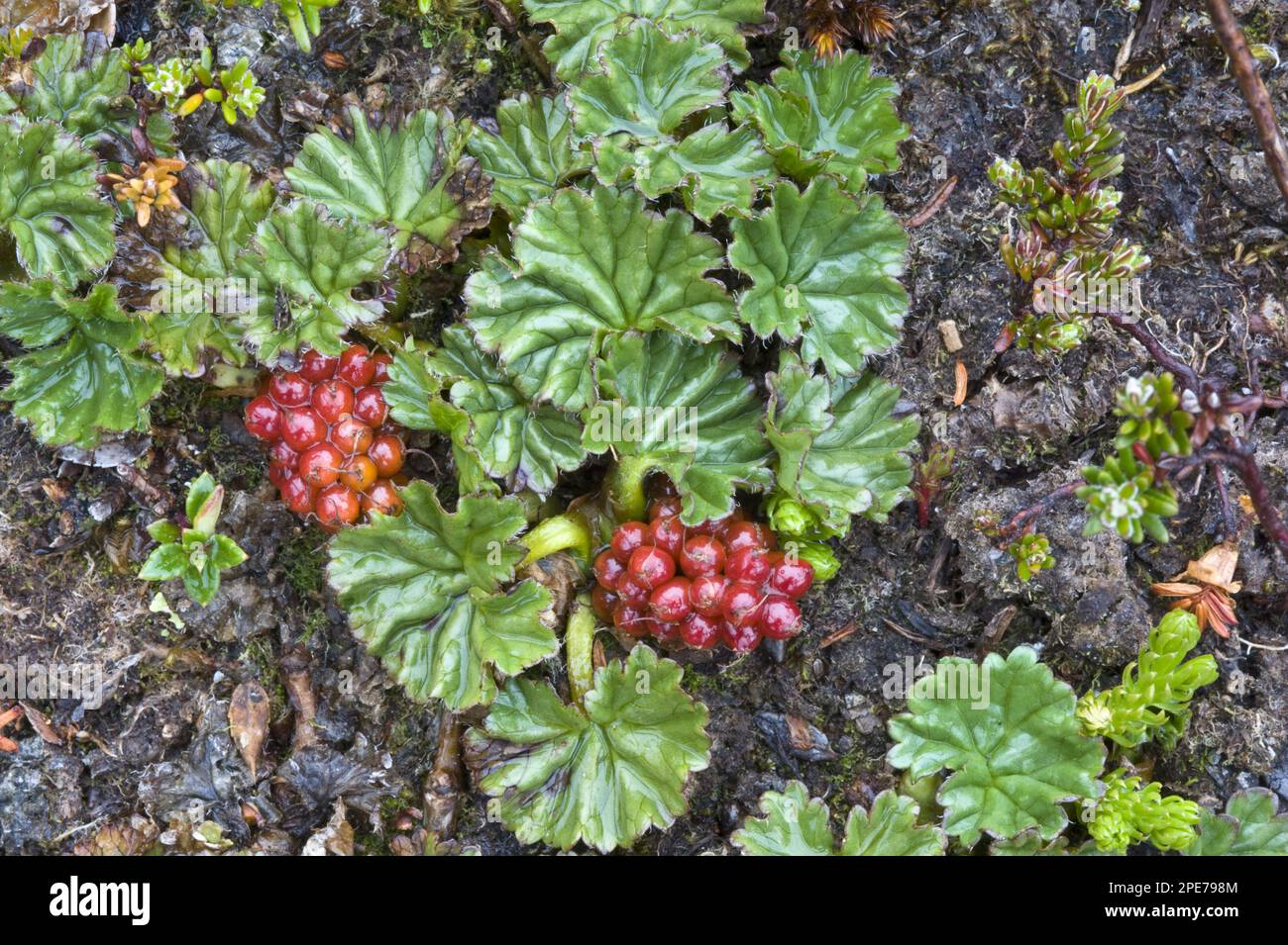 Fruits and leaves of the pig vine (Gunnera magellanica), wet from rain ...
