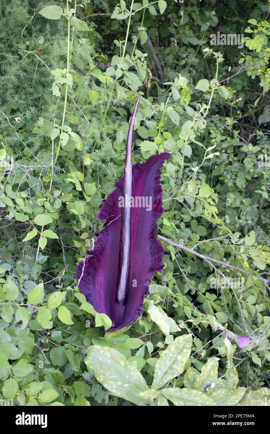 Arum dracunculus, Common Dragon Arum flower, Bulgaria Stock Photo - Alamy