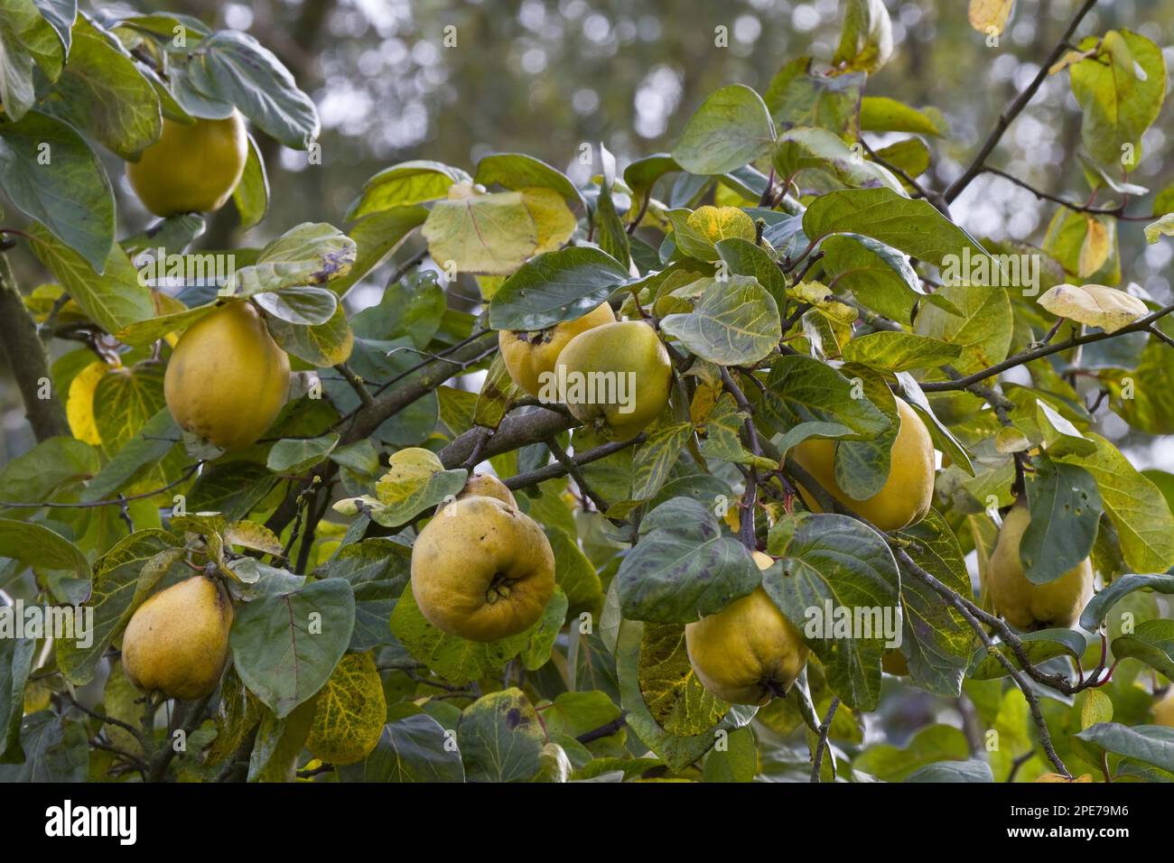 Lumpy skin hi-res stock photography and images - Alamy