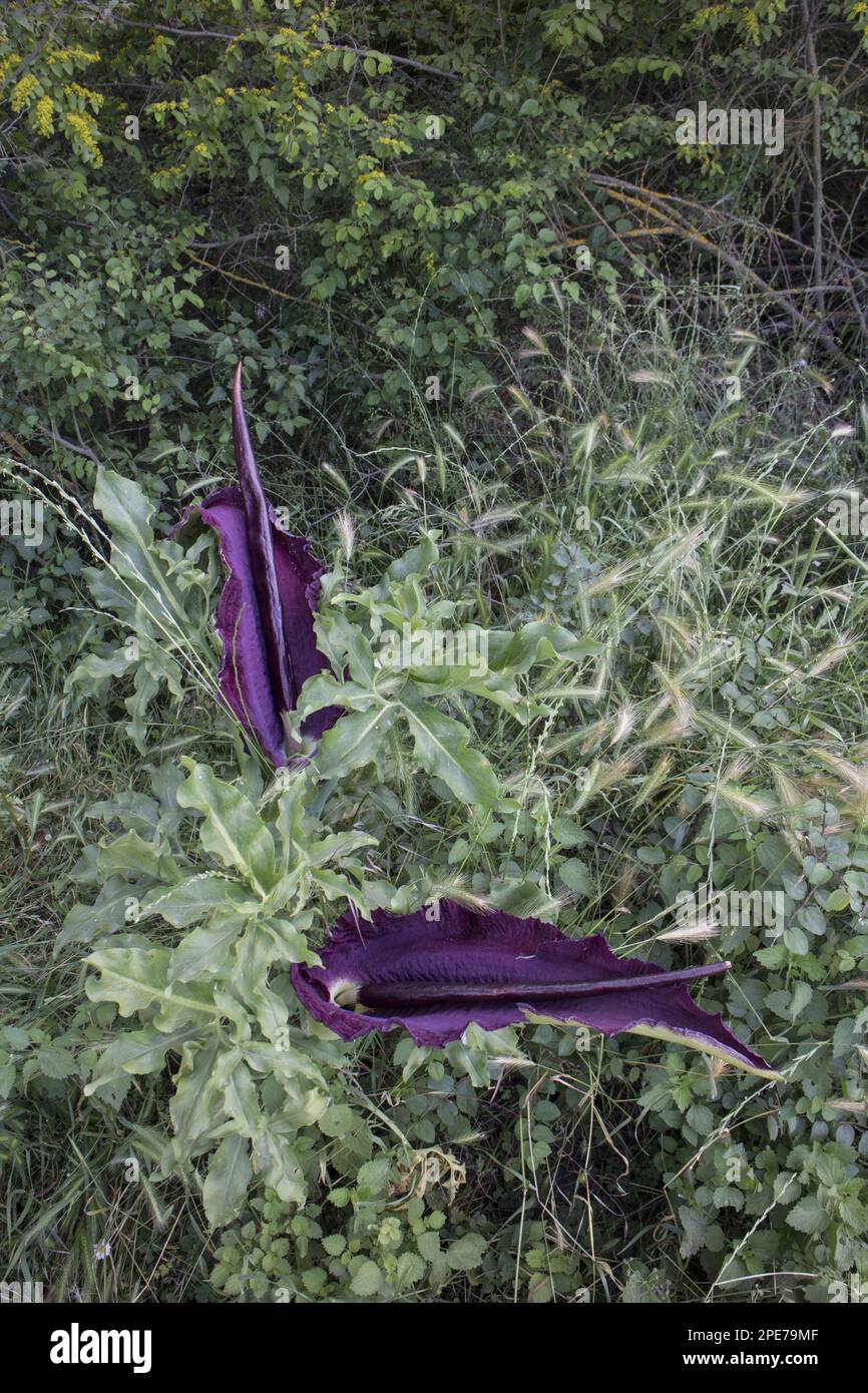 Arum dracunculus, Common Dragon Arum flower, Bulgaria Stock Photo - Alamy