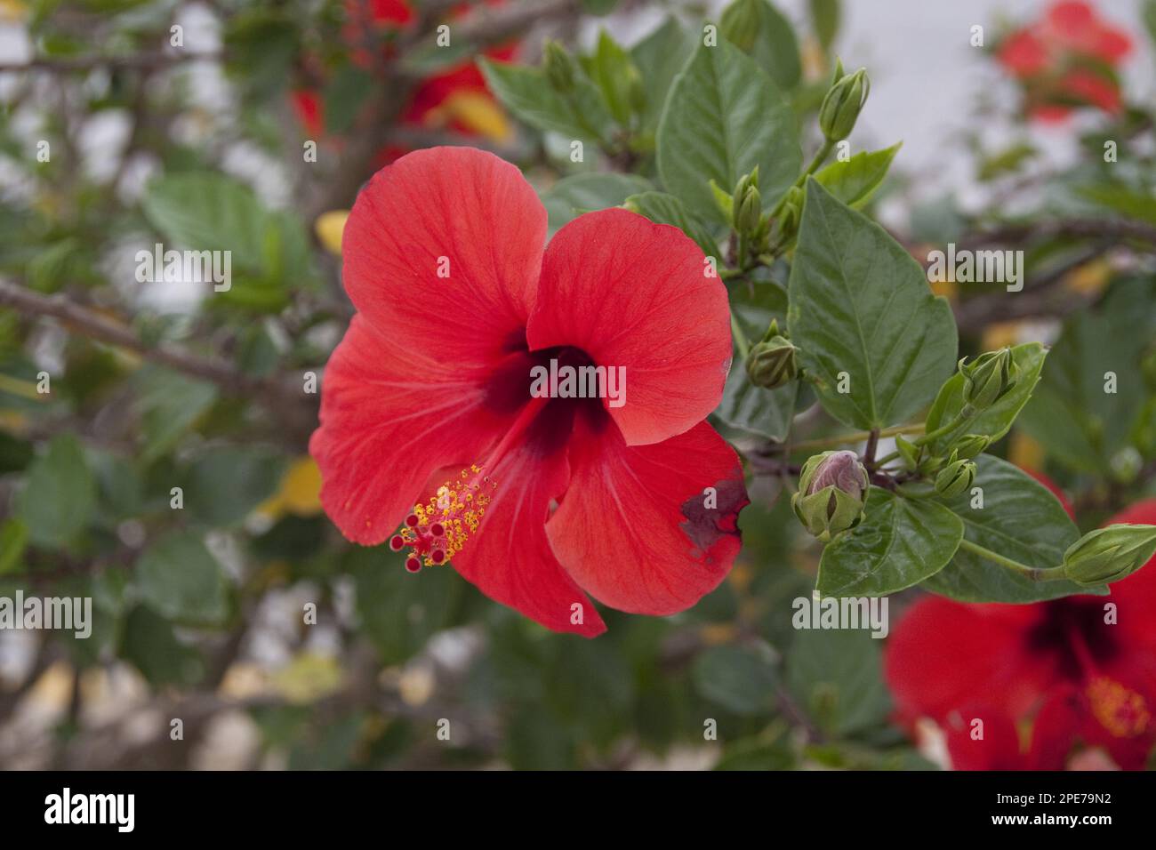 Red hibiscus (Hibiscus rosa-sinensis) flower Stock Photo - Alamy