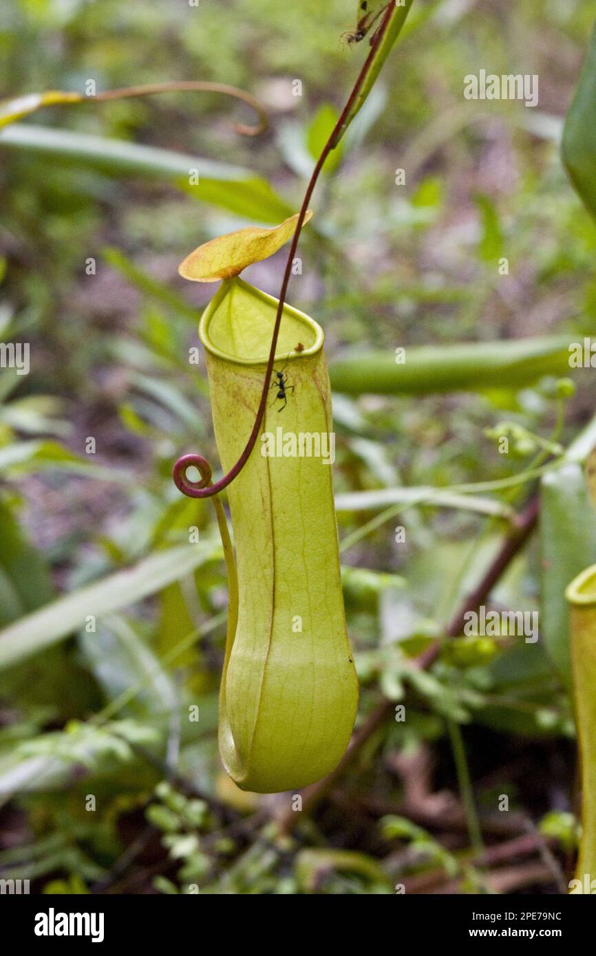 (Nepenthes distillatoria), pitcher plant, sri lanka Stock Photo - Alamy