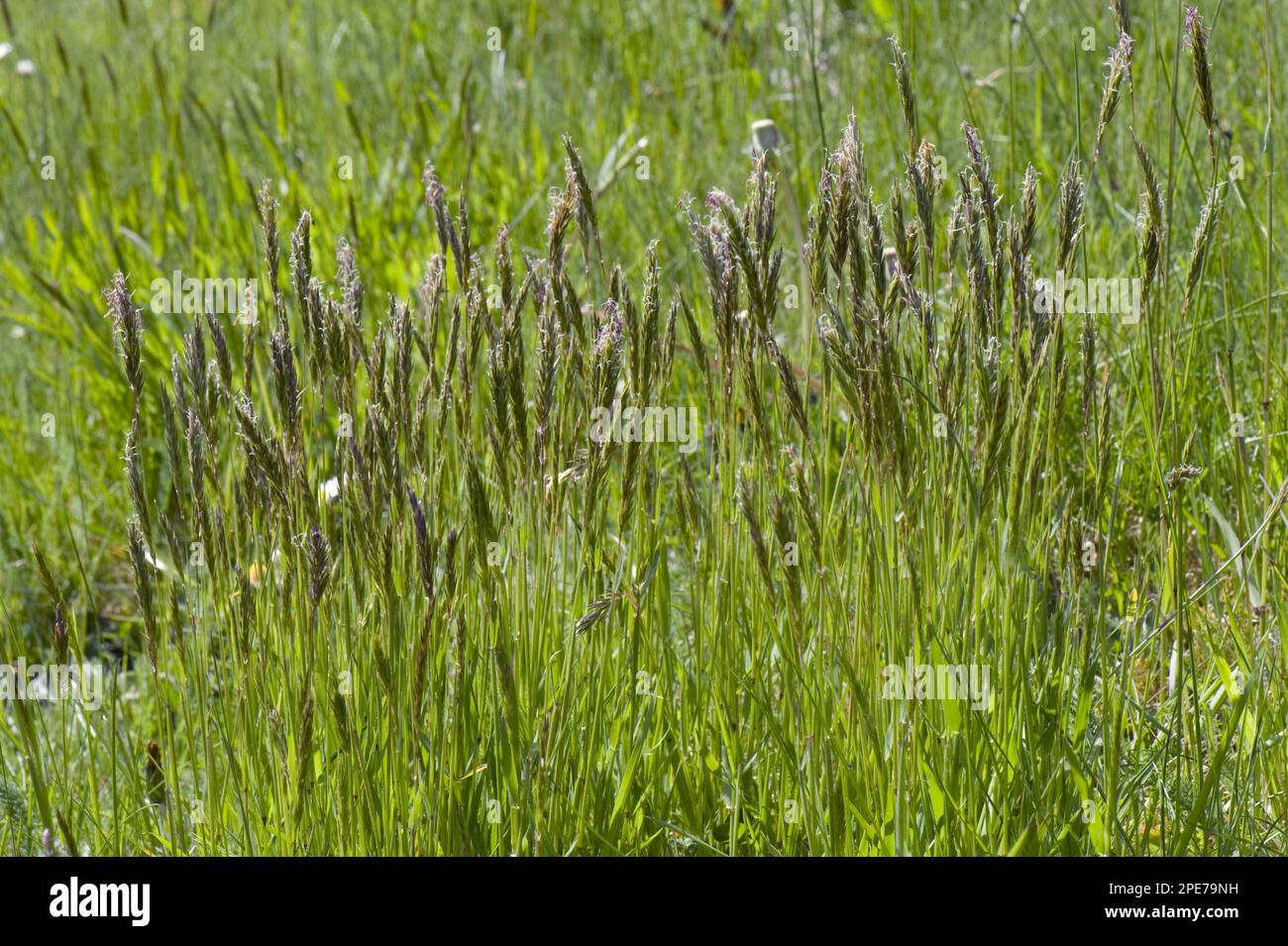Common bog-grass, Sweet vernal grass (Anthoxanthum odoratum), flowering ...
