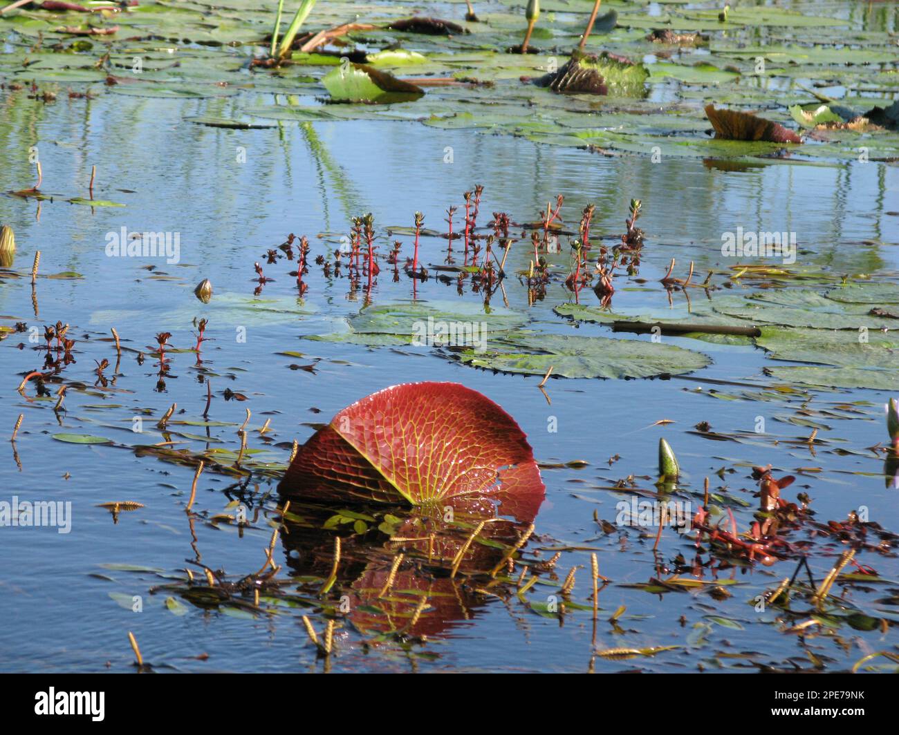 Red under side of water lily (Nymphaea) nouchali Stock Photo - Alamy