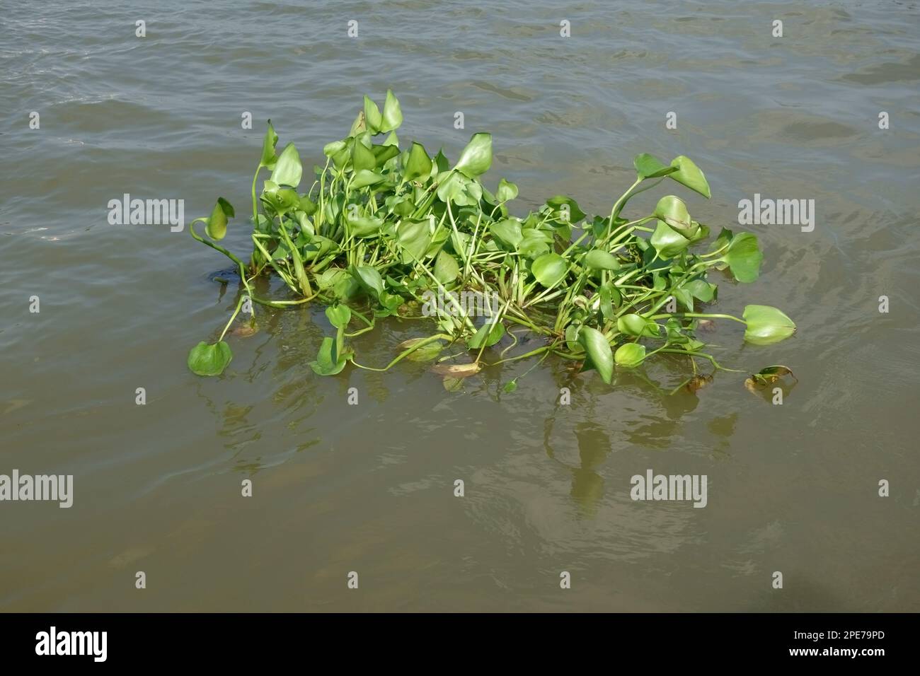 Floating common water hyacinth (Eichhornia crassipes) floating in the ...