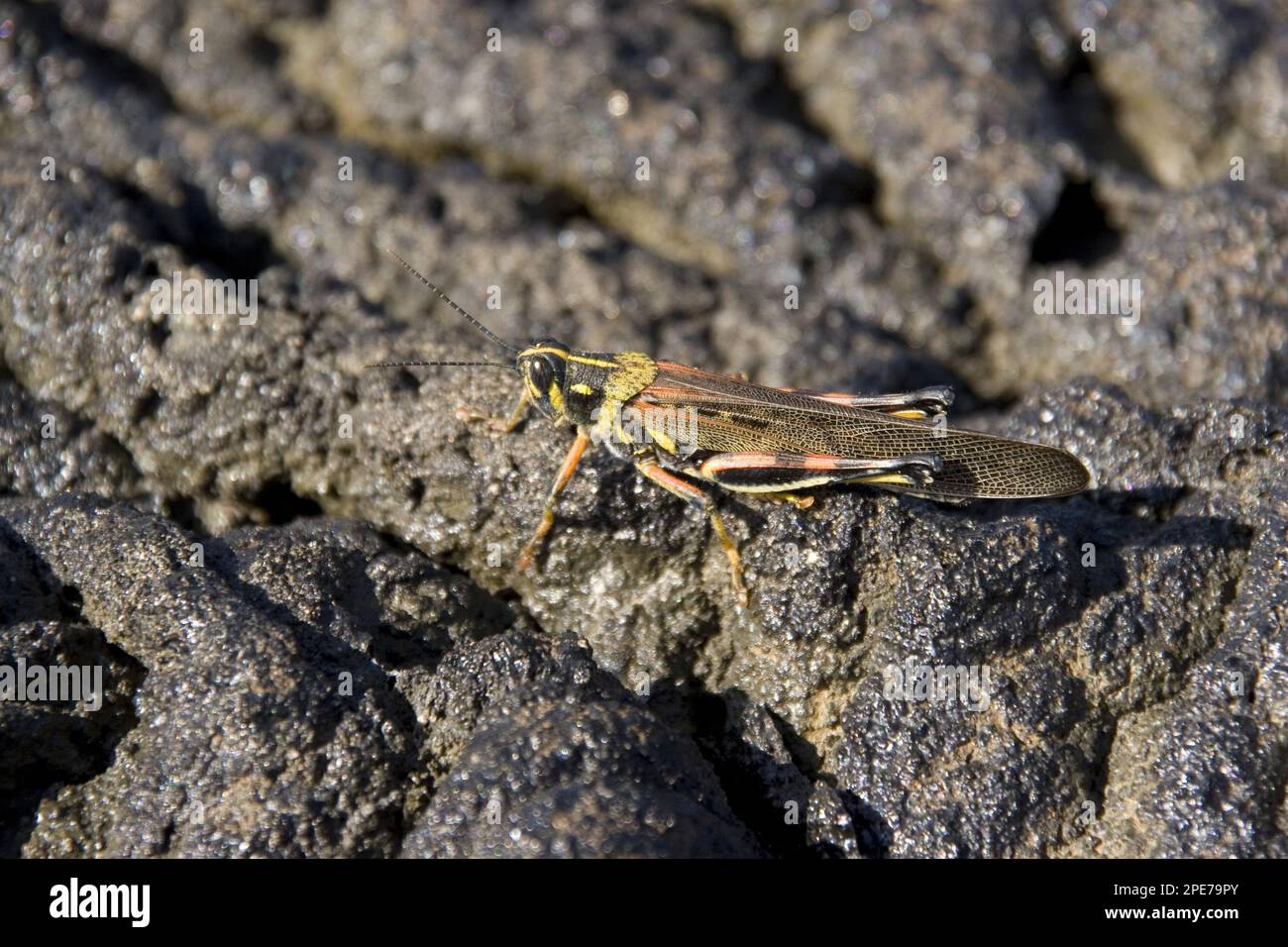 Locusts galapagos hi-res stock photography and images - Alamy