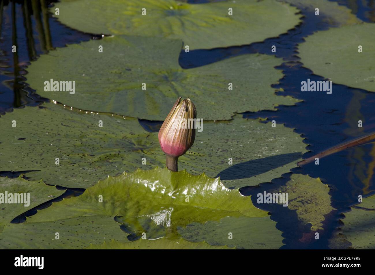 Closed water lily (Nymphaea) flower nouchali Stock Photo - Alamy