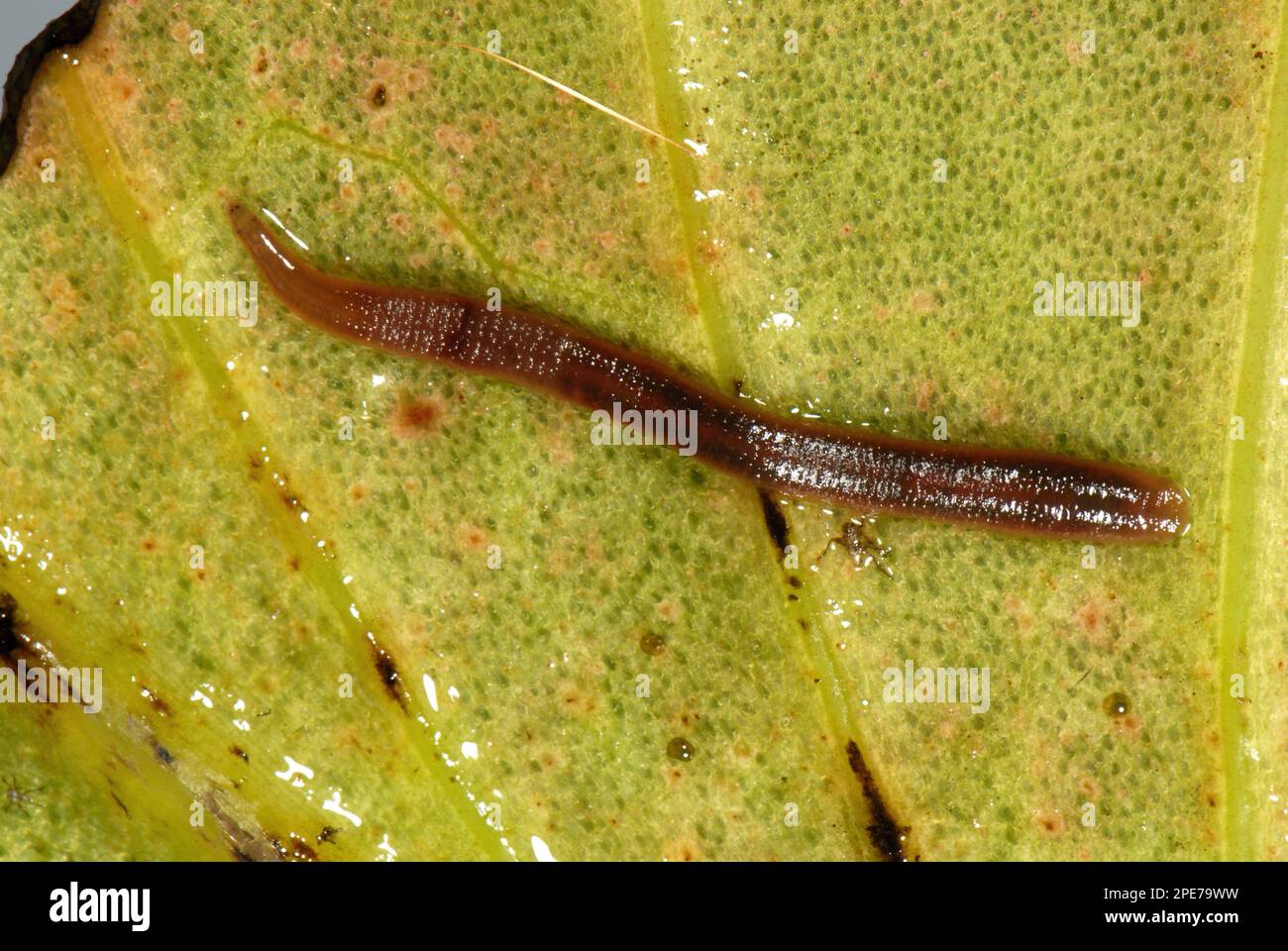 Freshwater leech, Erpobdella sp. on lily pad, Devon, England, United ...