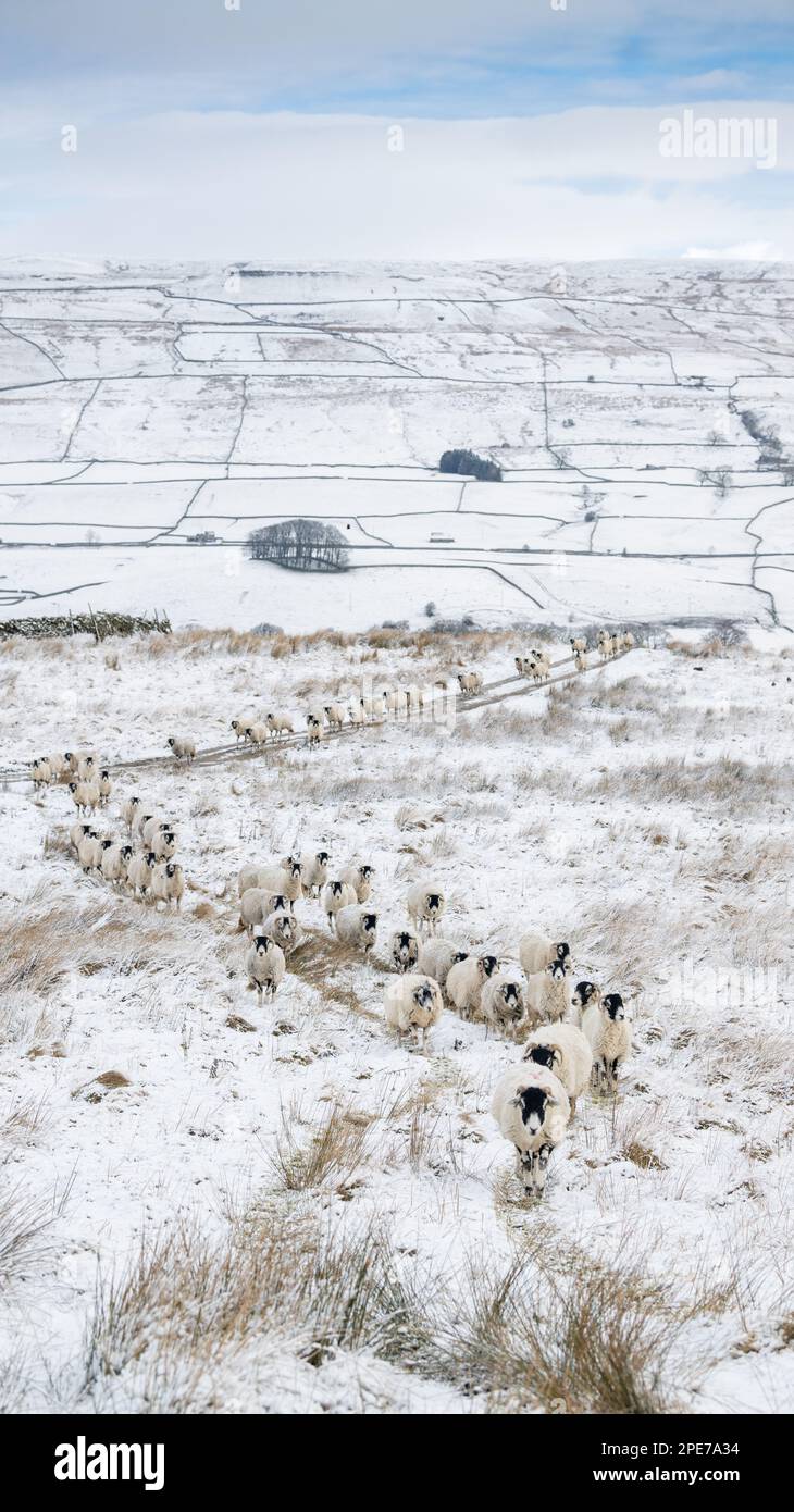 Flock of Swaledale ewes in an upland pasture following a track through ...