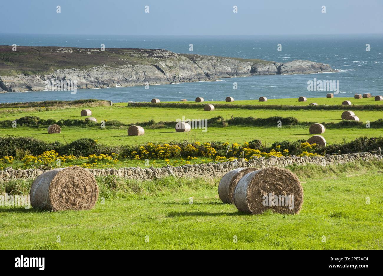Large round hay bales in coastal meadows, near Holyhead, Holy Island ...