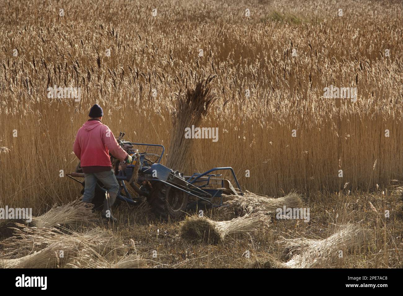 Reed cutting, reed cutters cutting coastal reed, Cley Marshes, Cley ...