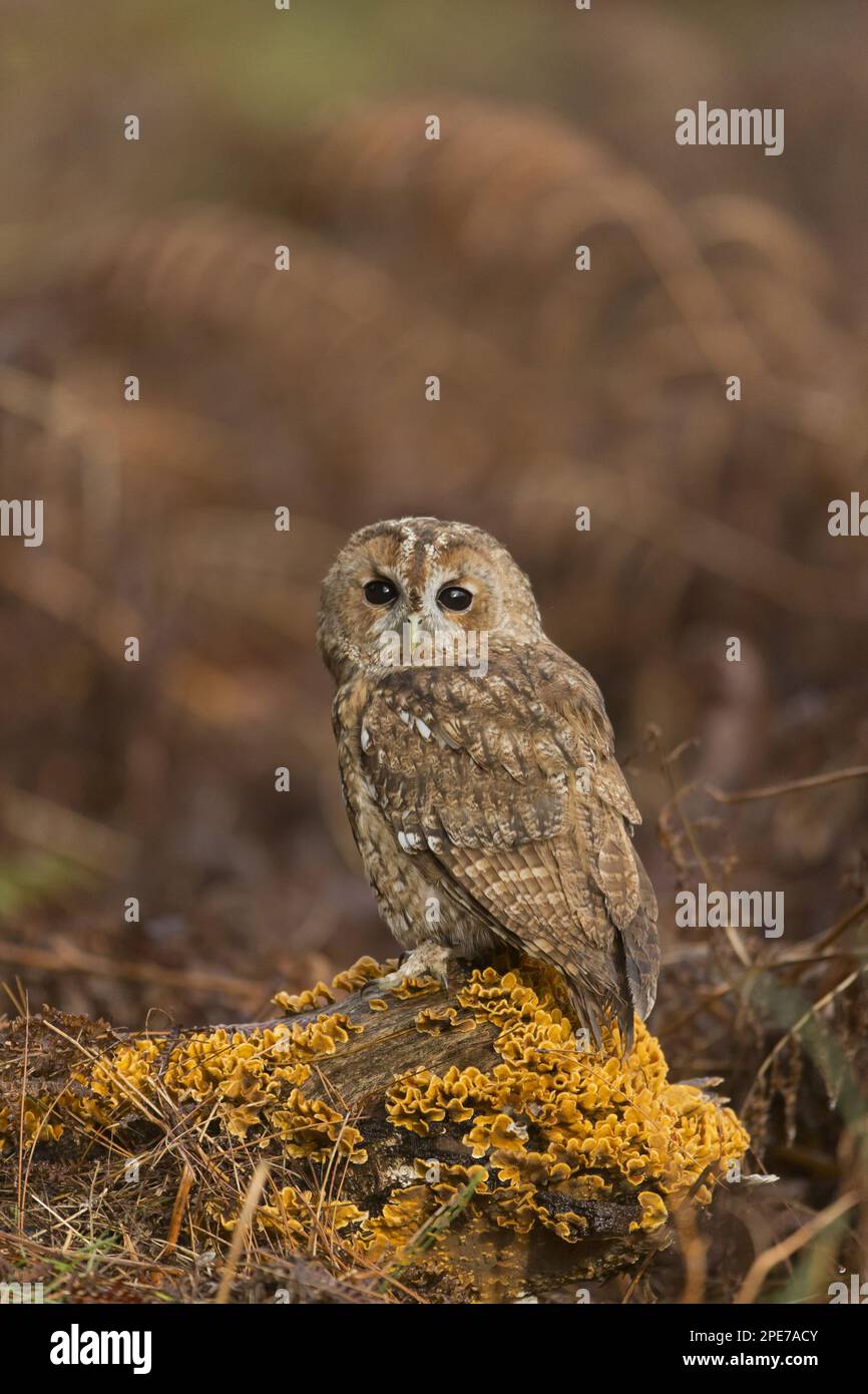Adult tawny owl (Strix aluco), sitting on a tree trunk covered with ...