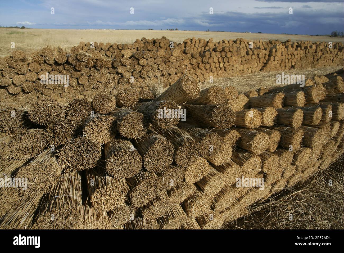Reed cutting, bundle of cut reeds, South of France Stock Photo - Alamy