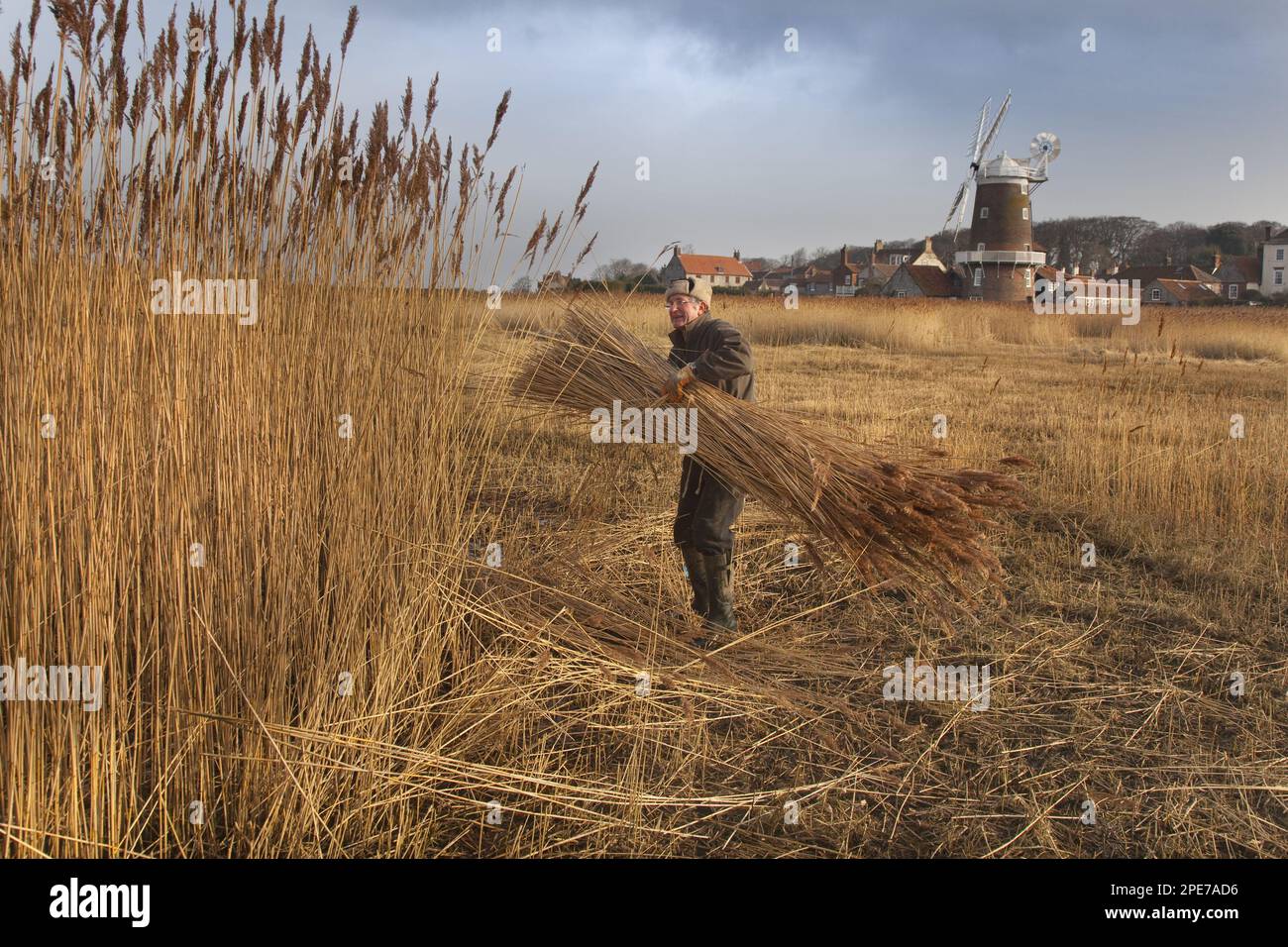 Reed cutting, reed cutters cutting coastal reed, Cley Marshes, Cley ...