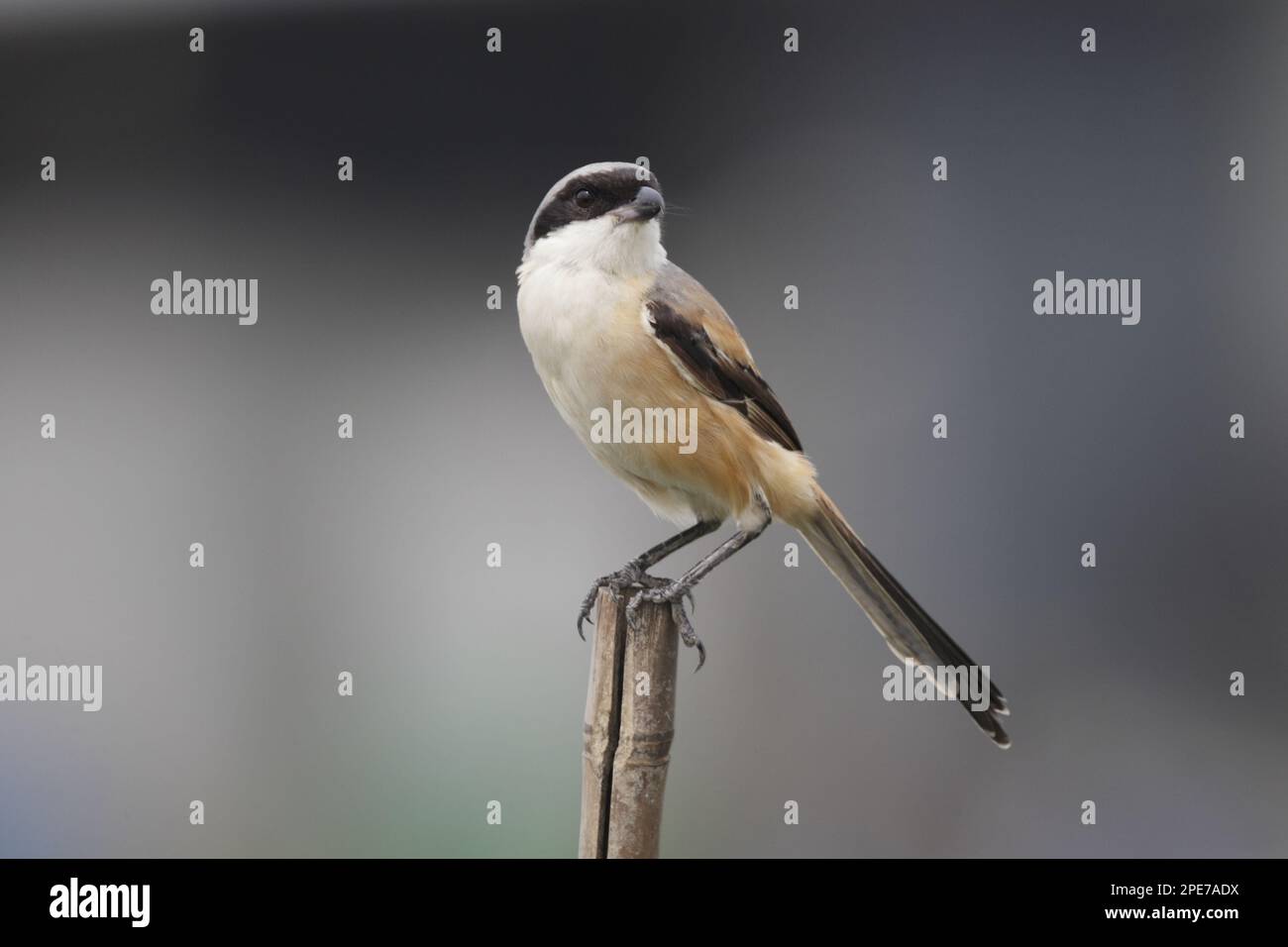 Long-tailed shrike (Lanius schach), Red-shouldered Shrike, King Shrike, Songbirds, Animals ...