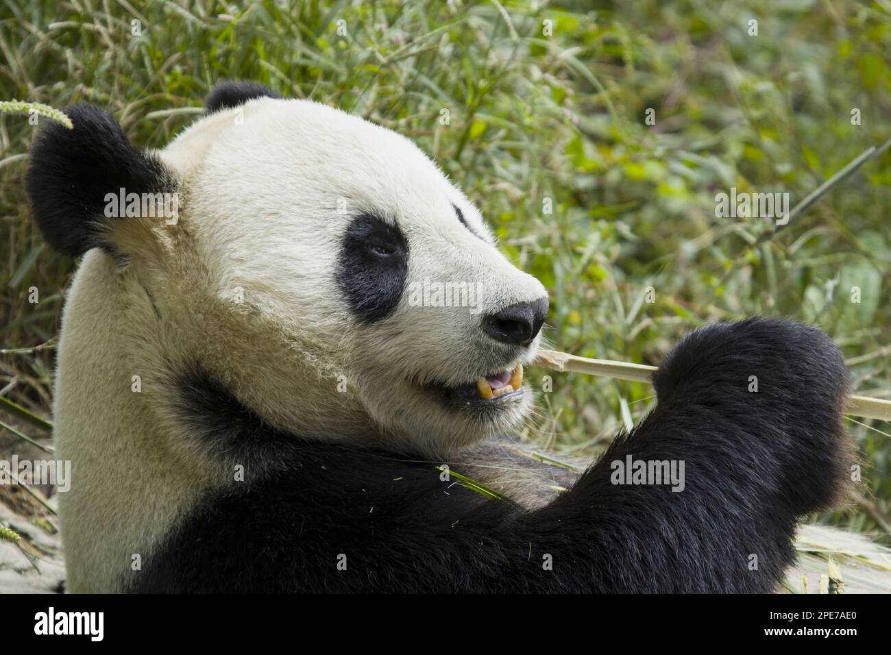 Giant panda (Ailuropoda melanoleuca) adult, close-up of head, feeding ...