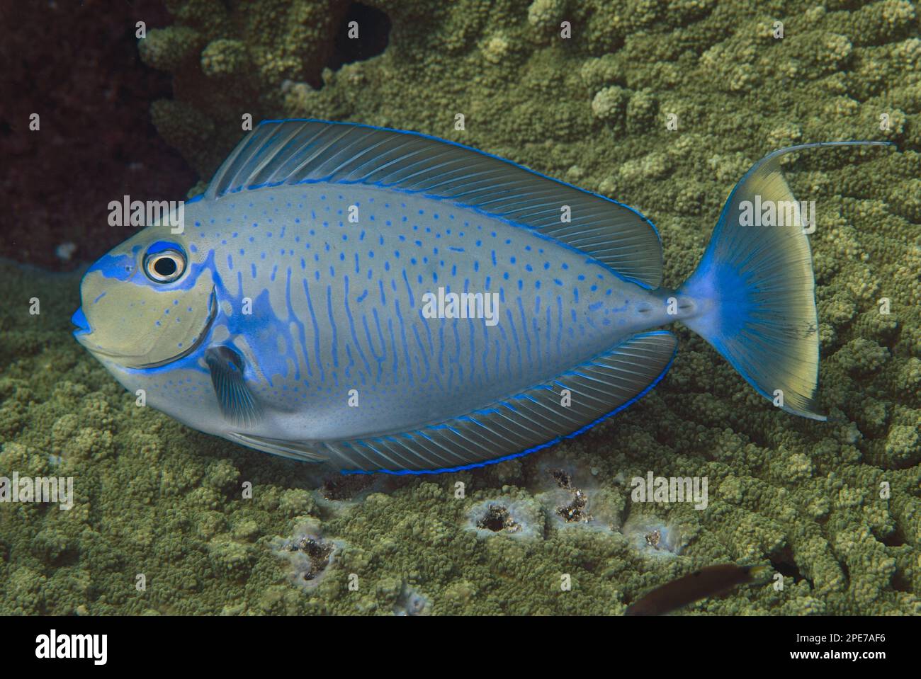 Bignose Unicornfish (Naso vlamingii) adult, swimming, between Komodo ...