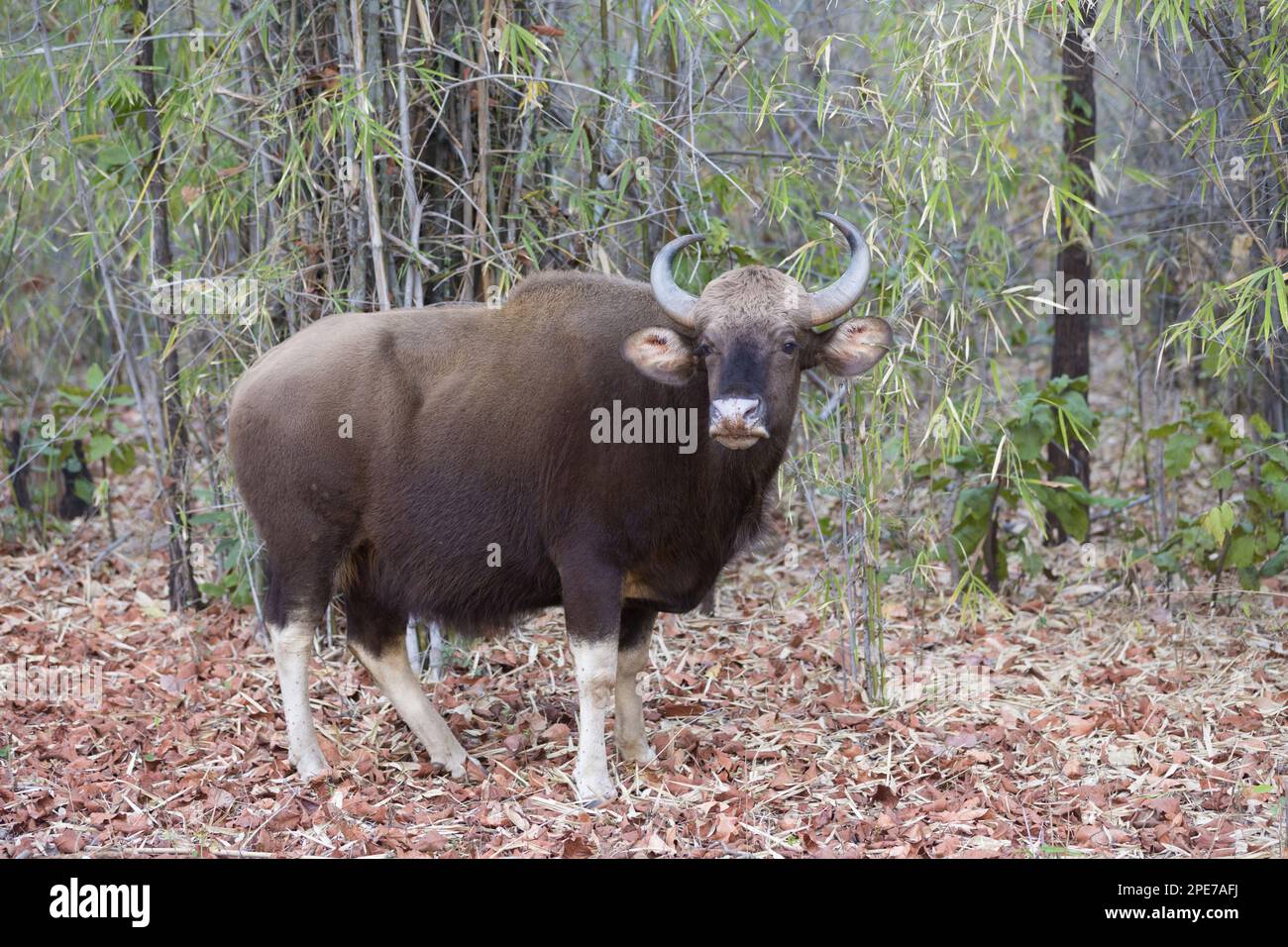 Gaur (Bos gaurus), adult female, standing in bamboo forest, Tadoba N. P ...