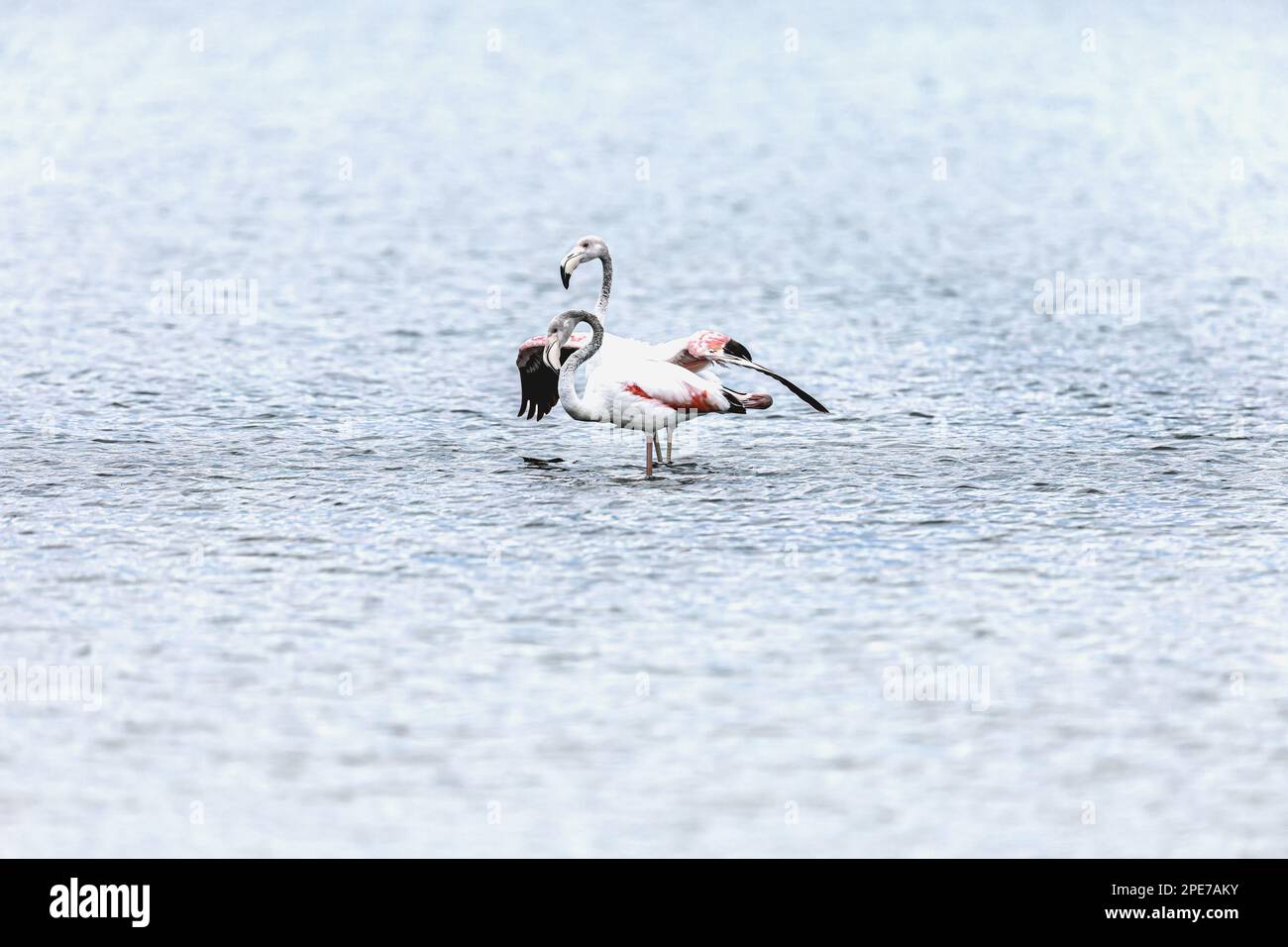 Two flamingos they only pay attention to each other and are surrounded ...