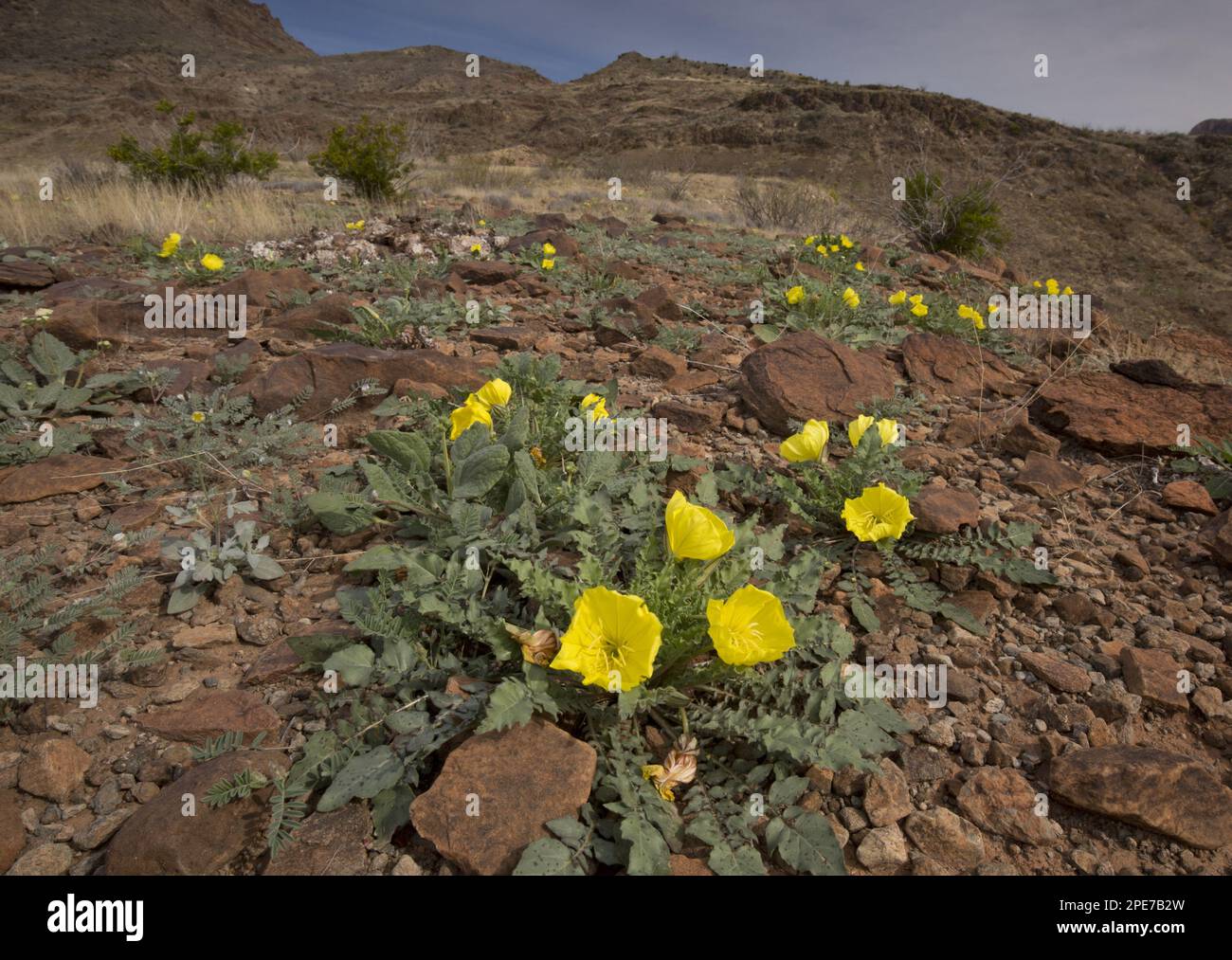 Desert Evening Primrose (Oenothera primiveris) flowering, growing in ...