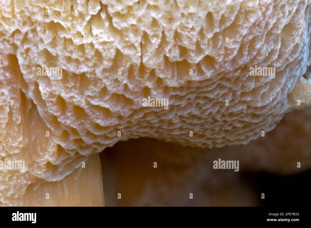 Brown-rot (Postia placenta) close-up detail of pores, Clumber Park ...