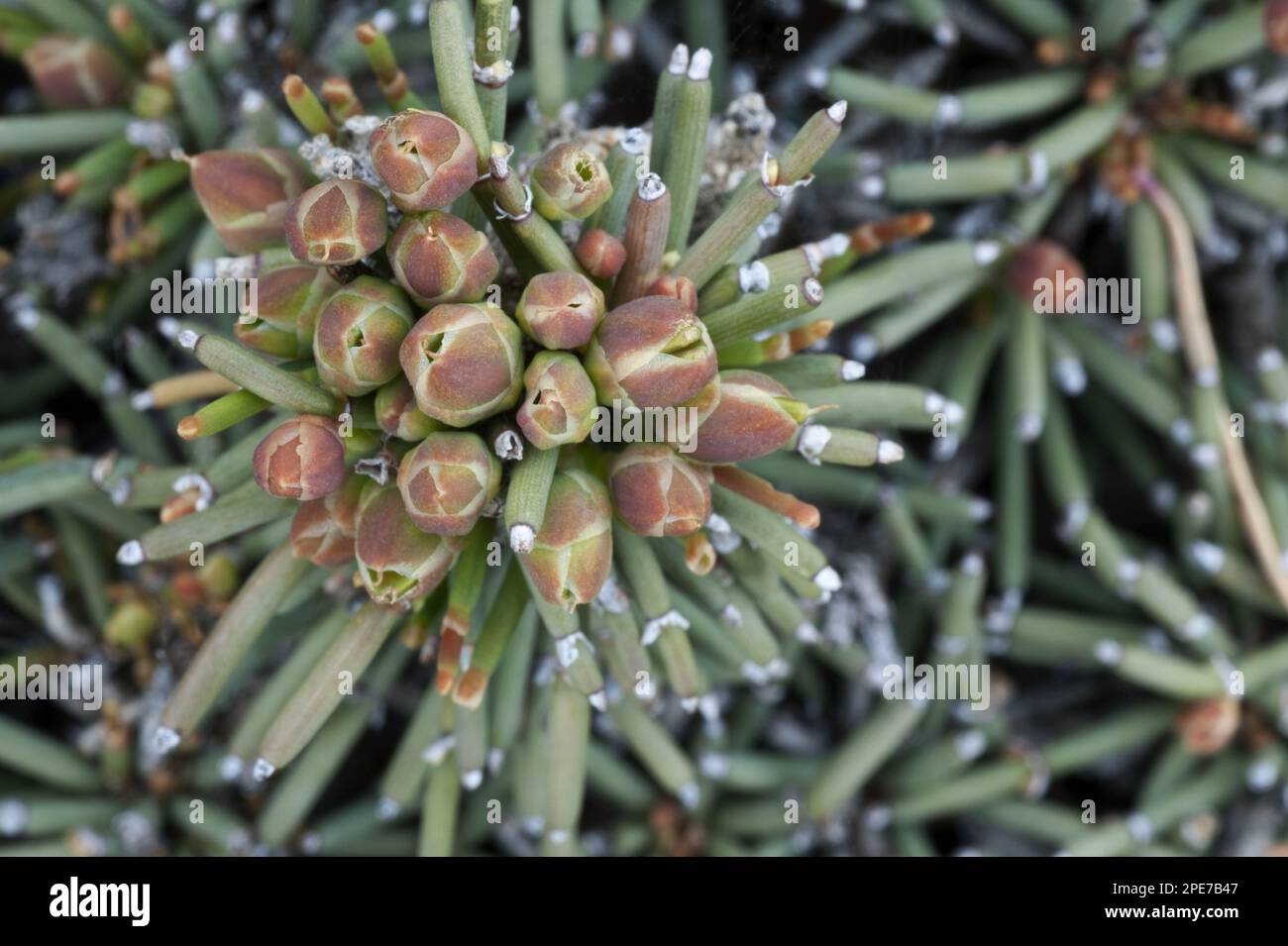 Patagonian ephedra (Ephedra frustillata) close-up of female strobili ...
