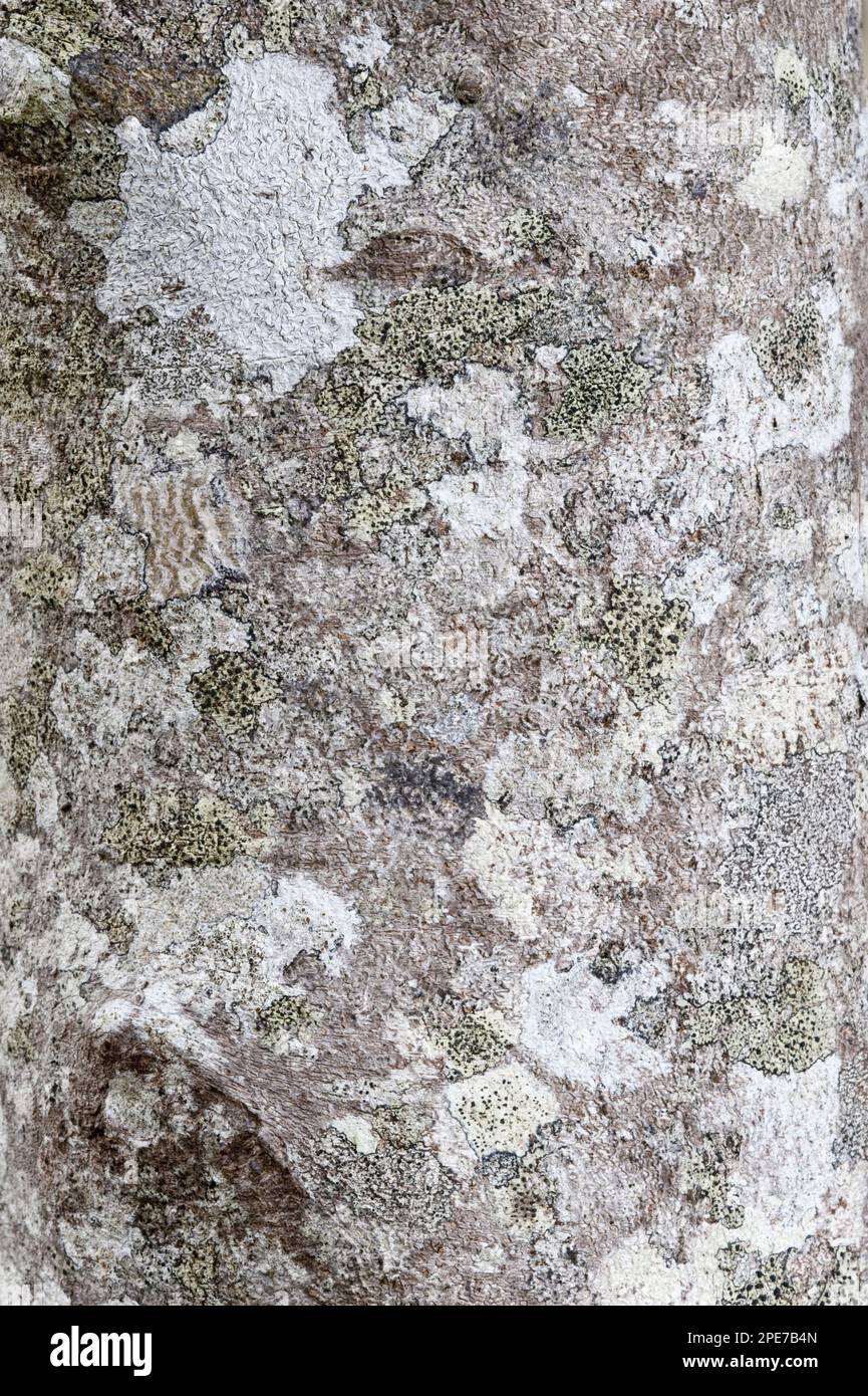 Bladdernut (Diospyros whyteana) Close-up of the bark, Kirstenbosch ...