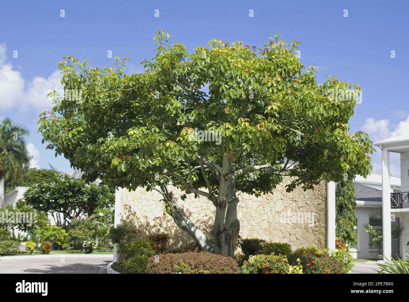 Frangipani (Plumeria sp.) habit, growing in hotel grounds, Grenada ...