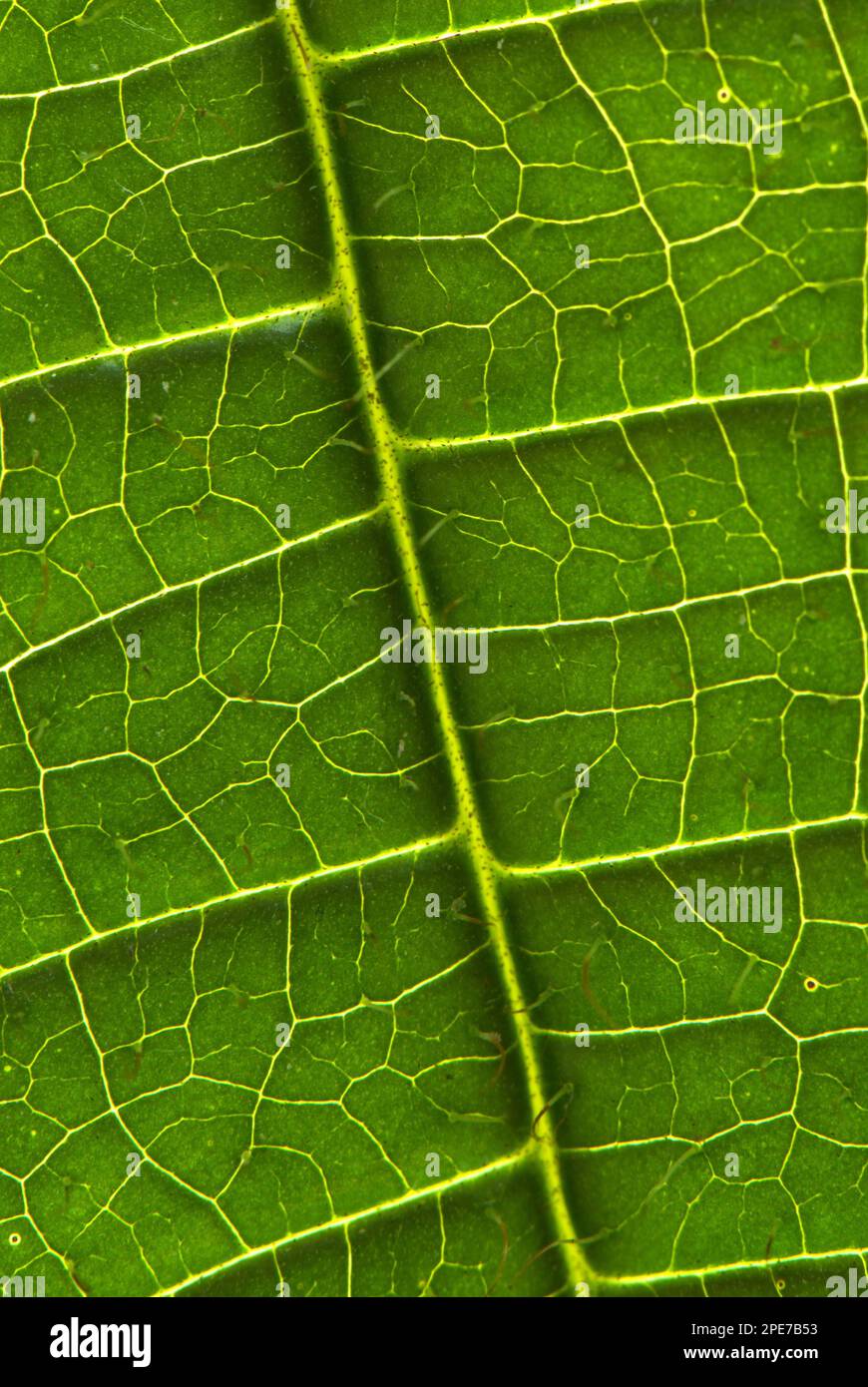 Tococa (Tococa guianensis) close-up of leaf and veins Stock Photo - Alamy