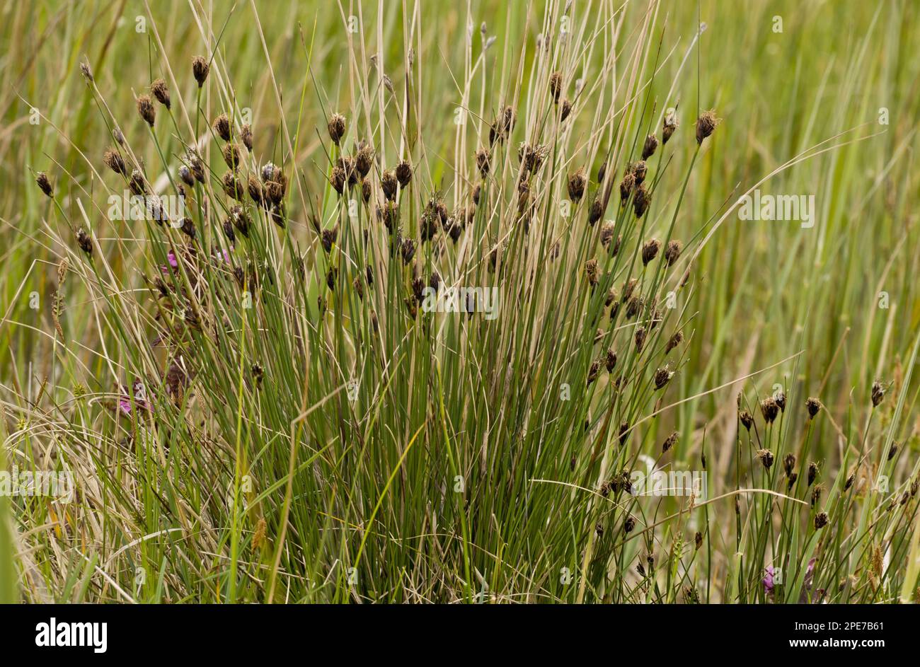 Black Bog-rush (Schoenus nigricans) flowering, Market Weston Fen ...